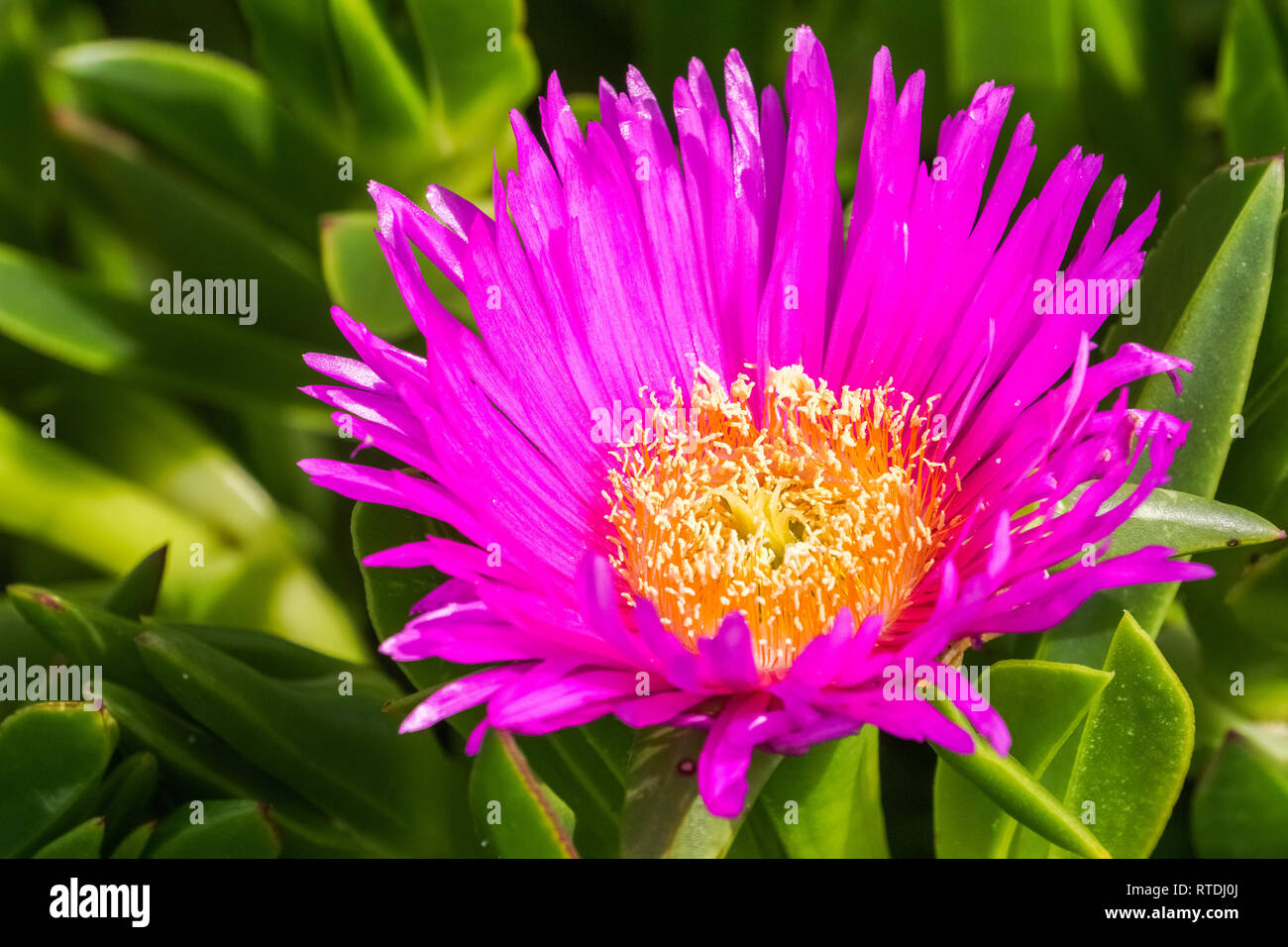 Purple Carpobrotus edulis flower, California Stock Photo - Alamy
