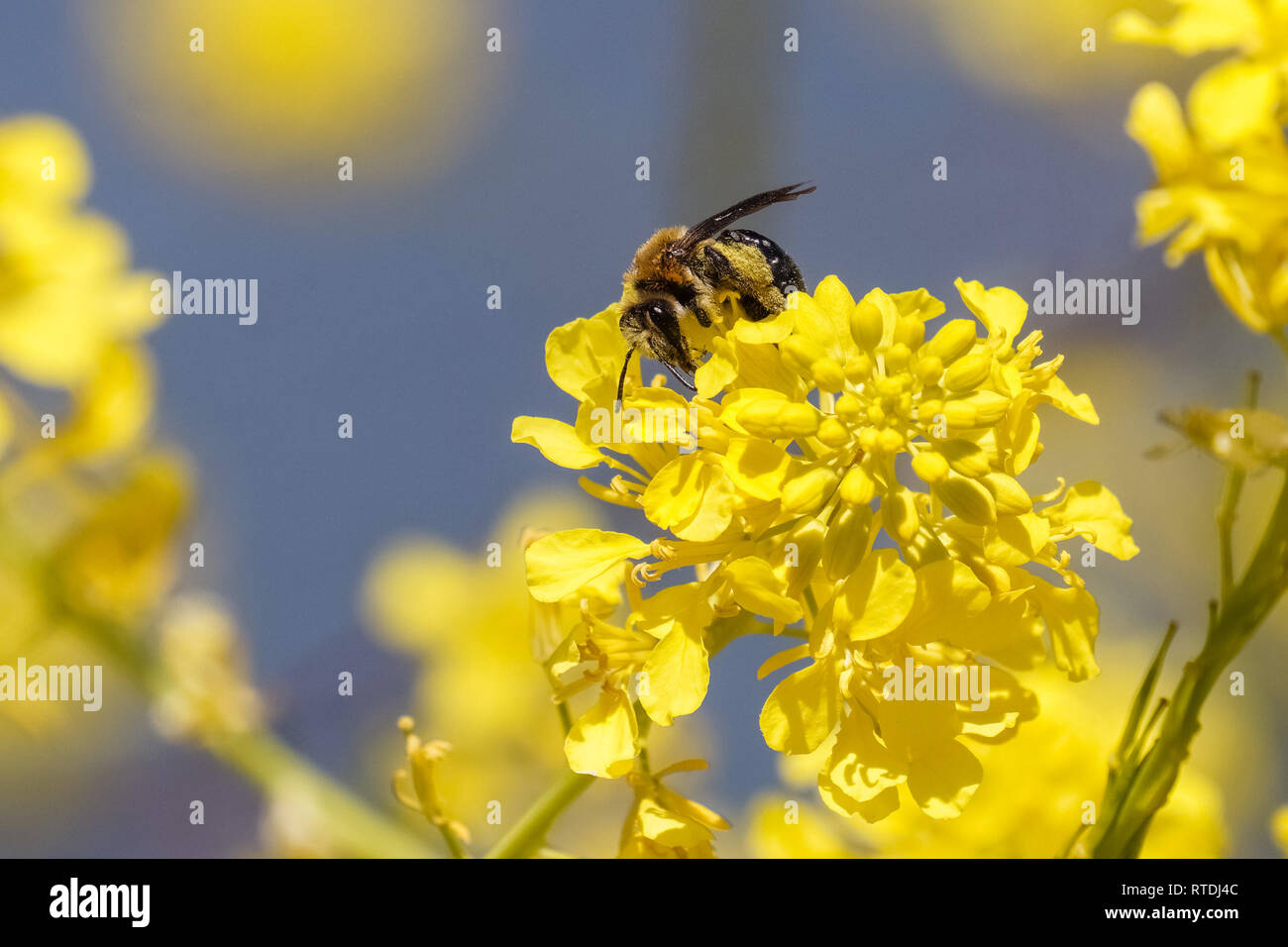 Bee on mustard flower hi-res stock photography and images - Alamy