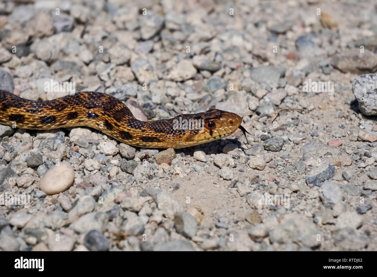 Pacific Gopher Snake, Bay trail, California Stock Photo - Alamy