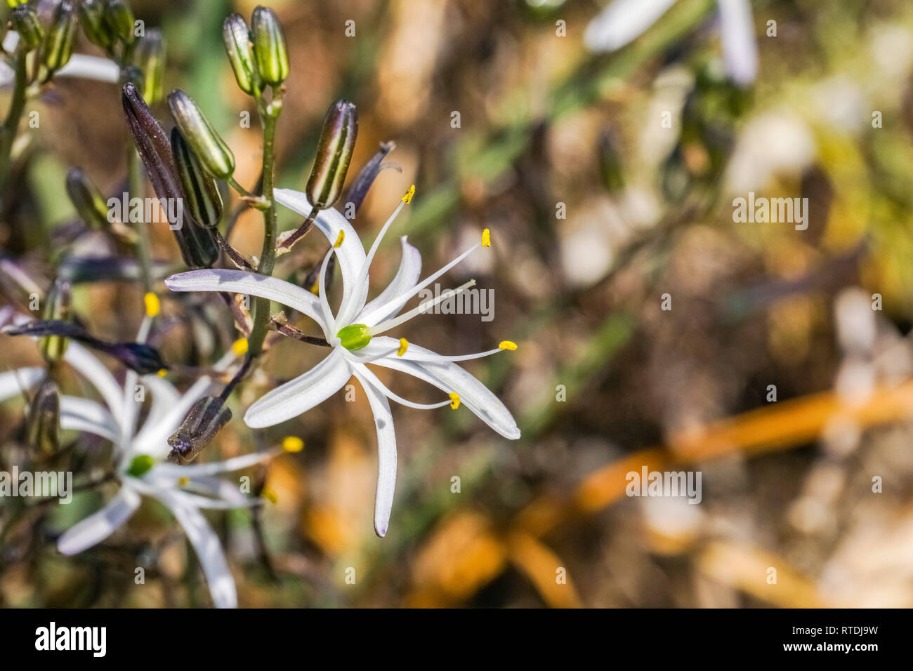 California soap plant hi-res stock photography and images - Alamy