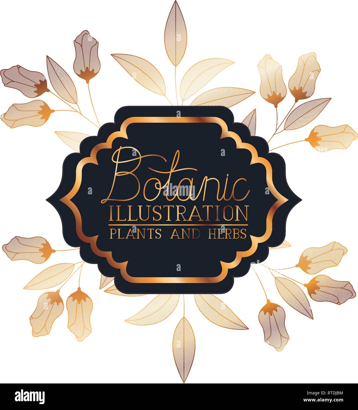 botanic illustration label with plants and herbs vector illustration ...