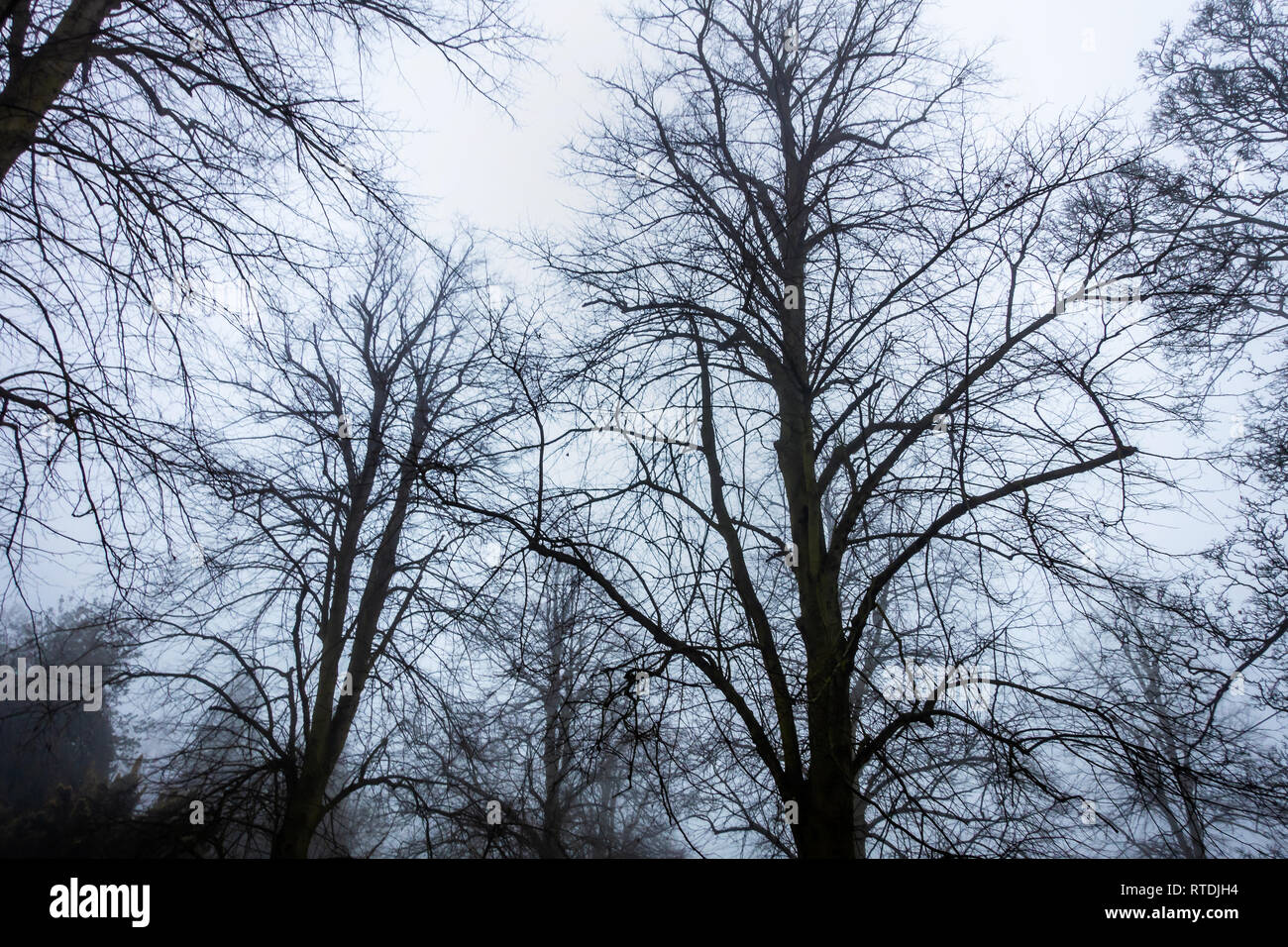 Early morning mist in an English Country House Estate Woodland Stock ...