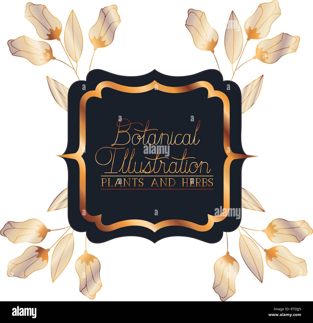 botanical illustration label with plants and herbs vector illustration ...