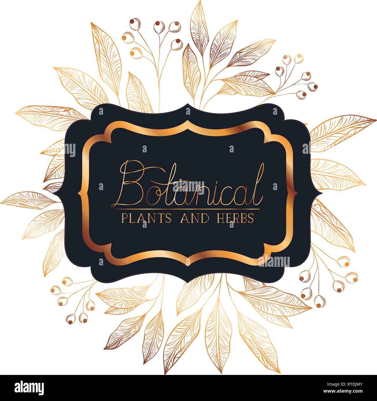 botanical illustration label with plants vector illustration desing ...