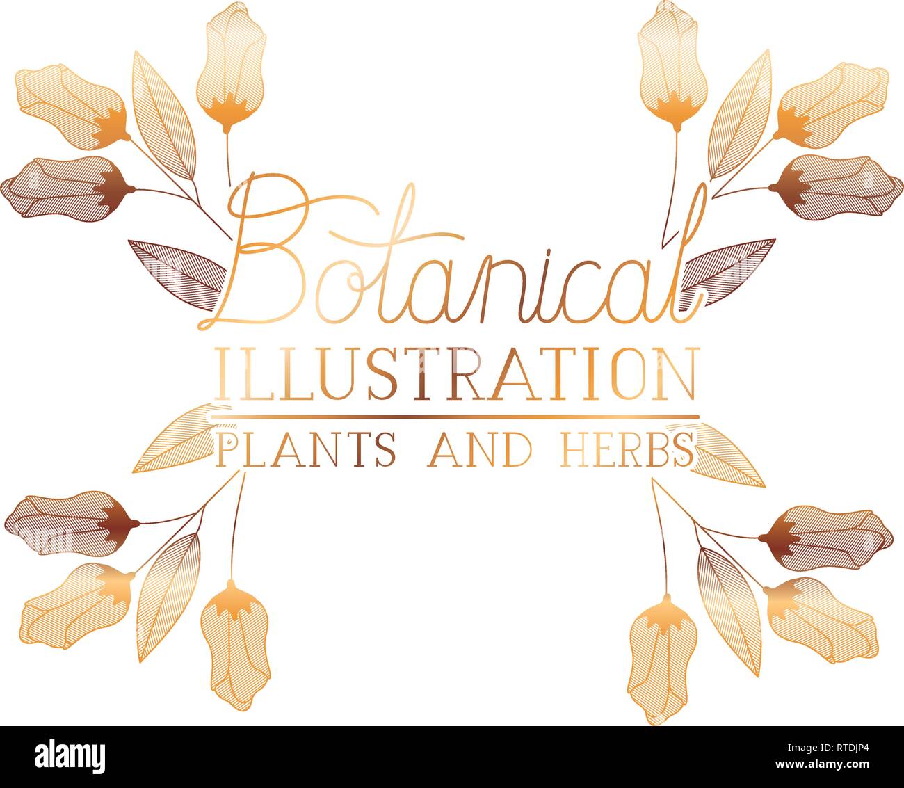 botanical illustration label with plants and herbs vector illustration ...