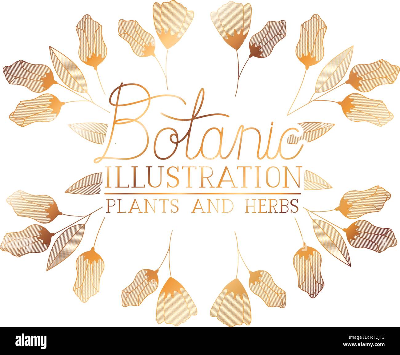 botanic illustration label with plants and herbs vector illustration ...