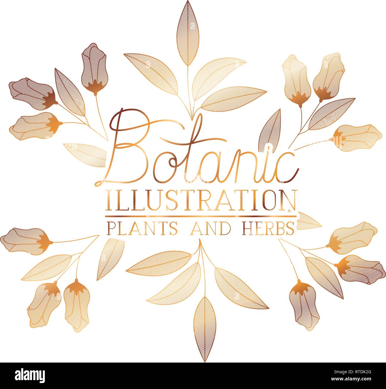 botanic illustration label with plants and herbs vector illustration ...