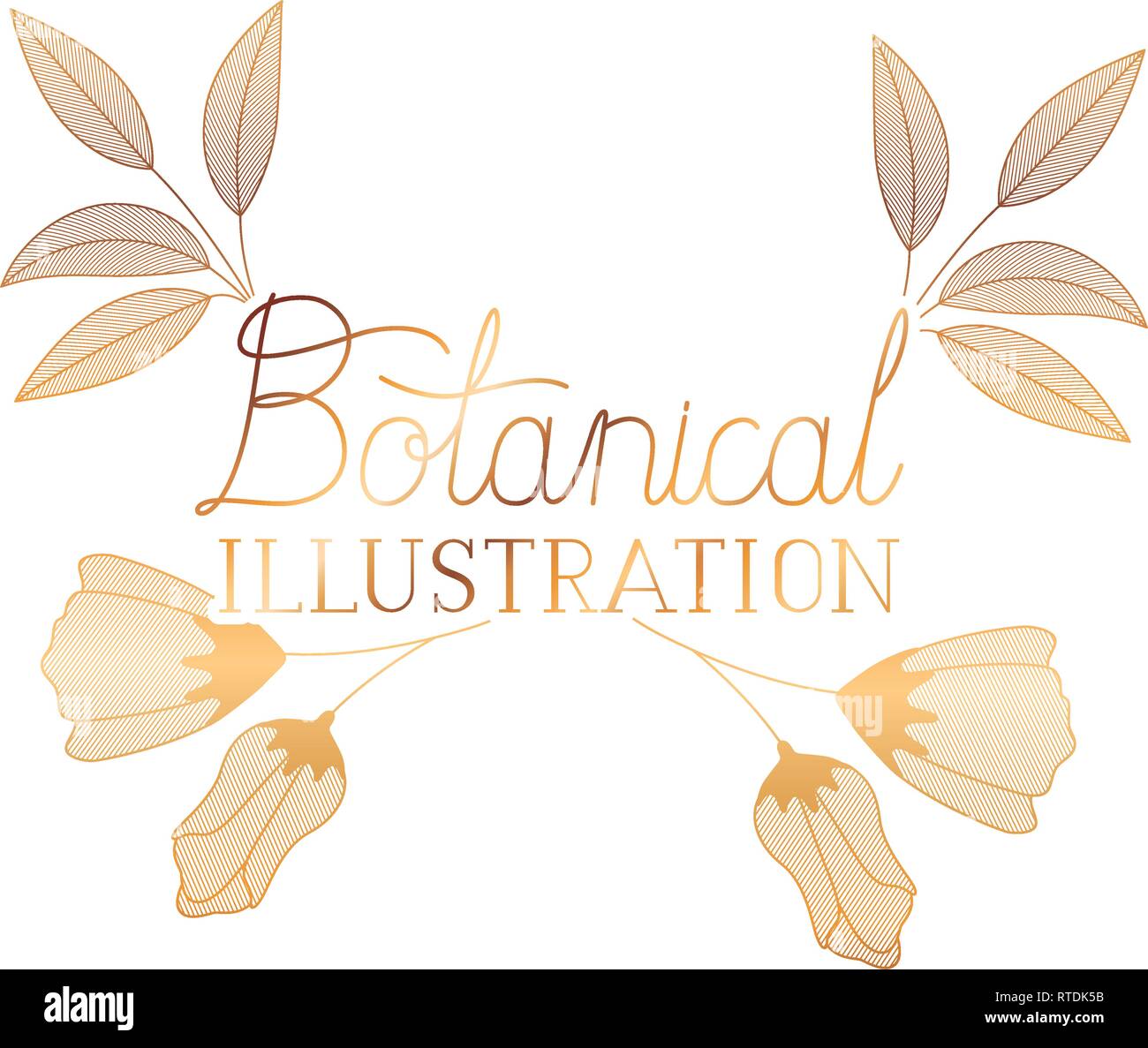 botanical illustration label with plants vector illustration desing ...