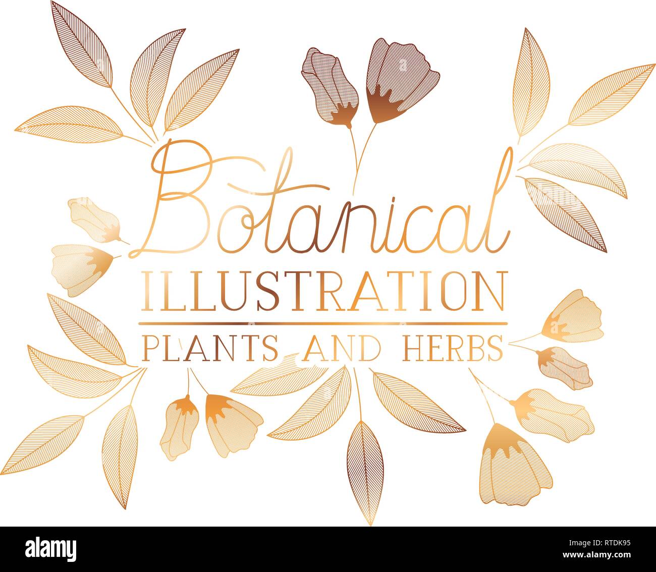 botanical illustration label with plants and herbs vector illustration ...