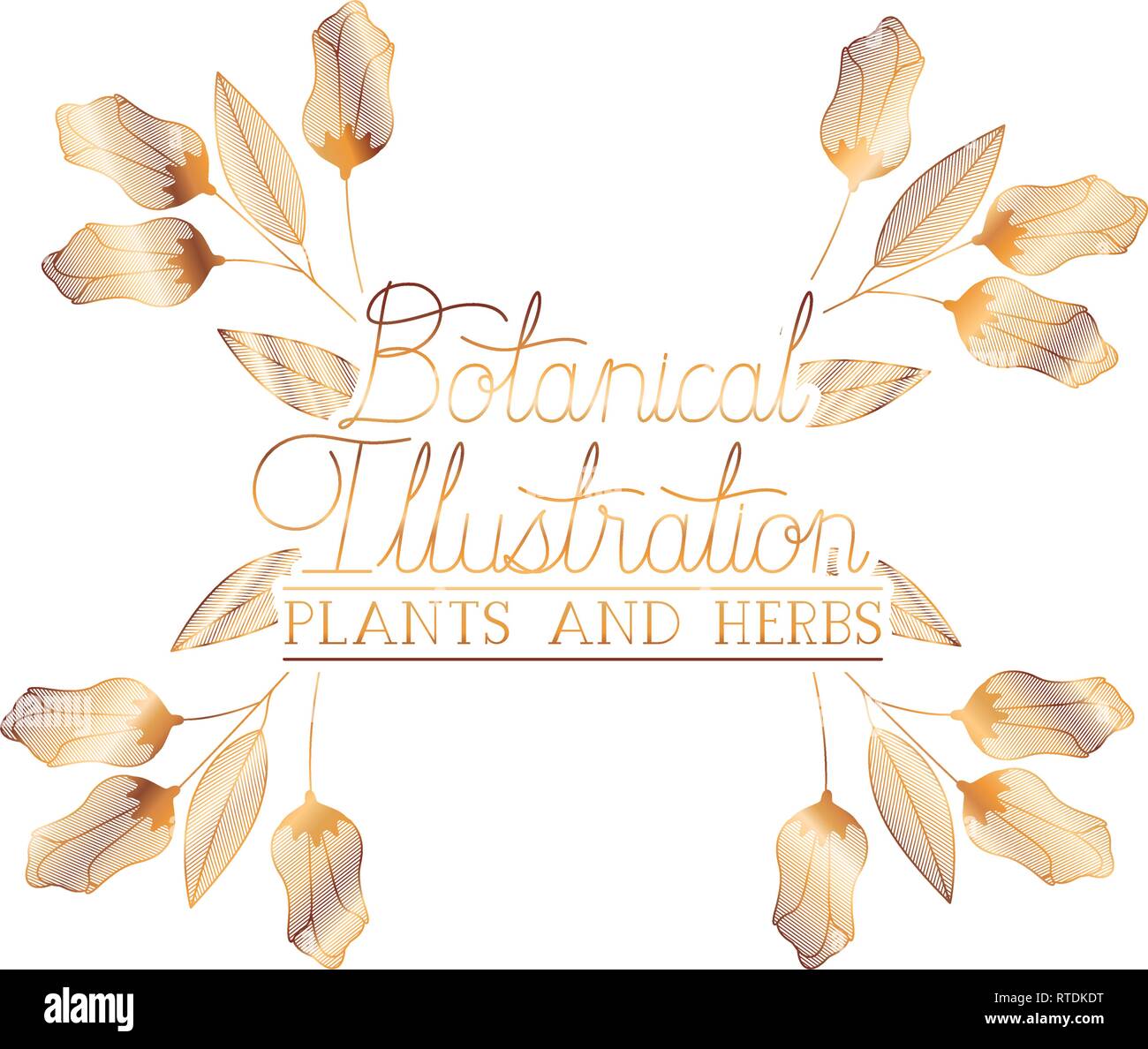 botanical illustration label with plants and herbs vector illustration ...