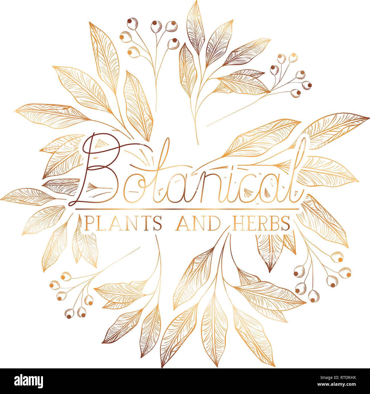 botanical label with plants and herbs vector illustration desing Stock ...