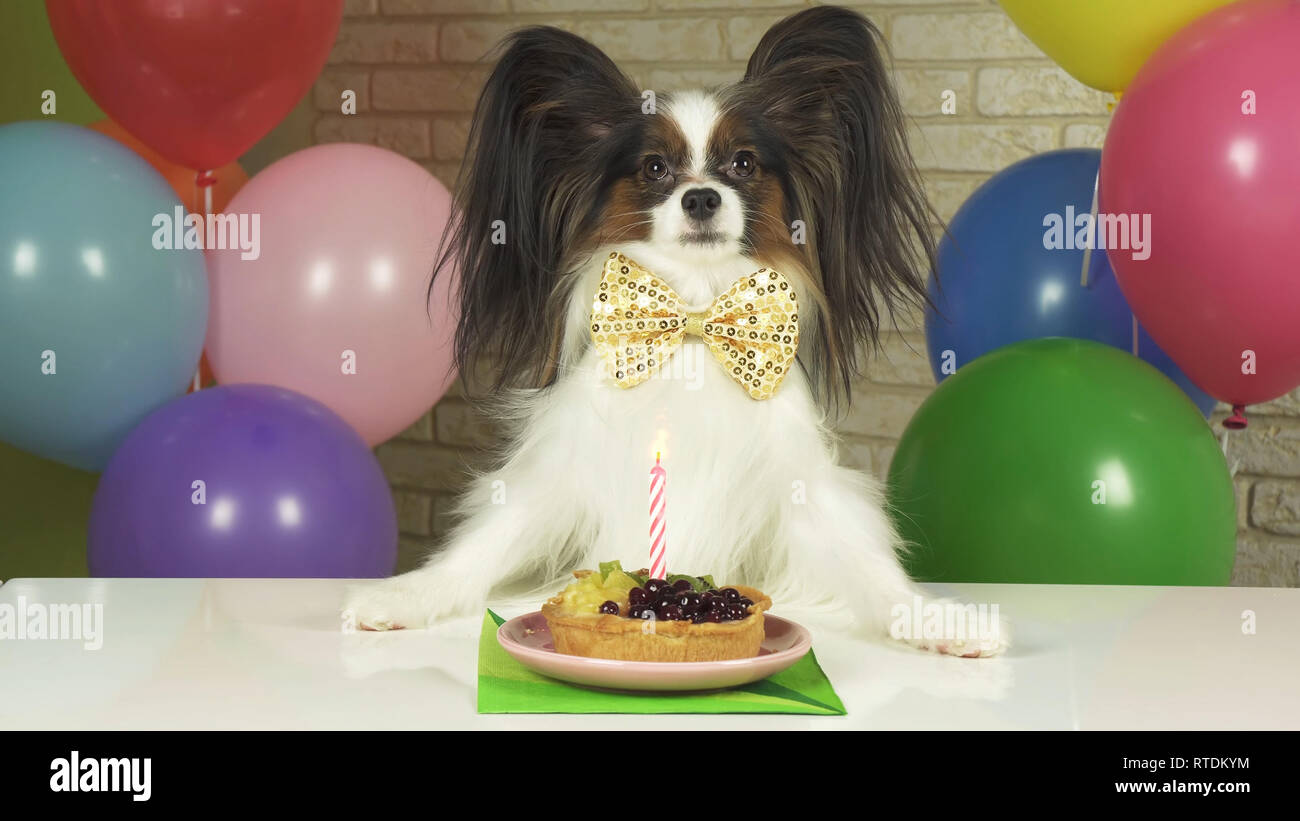 Fancy Dog Papillon eating birthday cake with candle Stock Photo - Alamy