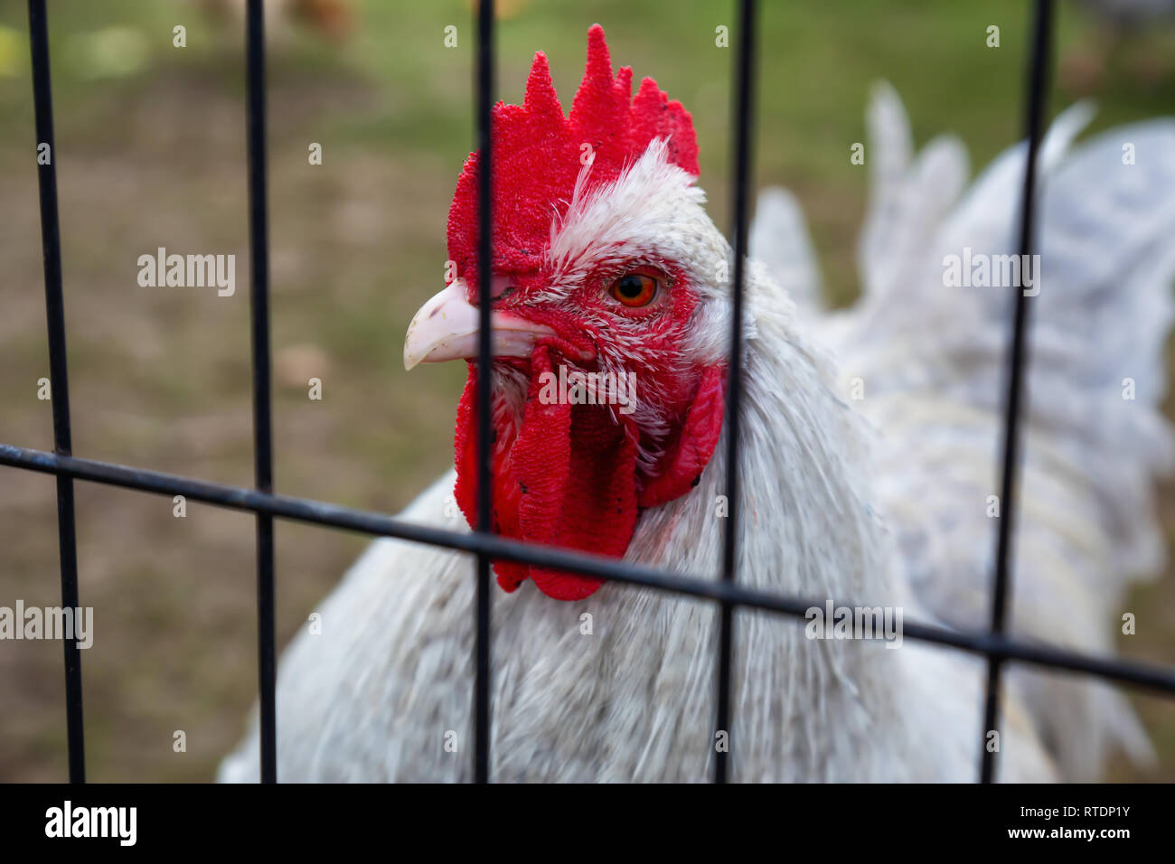 Rooster in a farm Stock Photo - Alamy