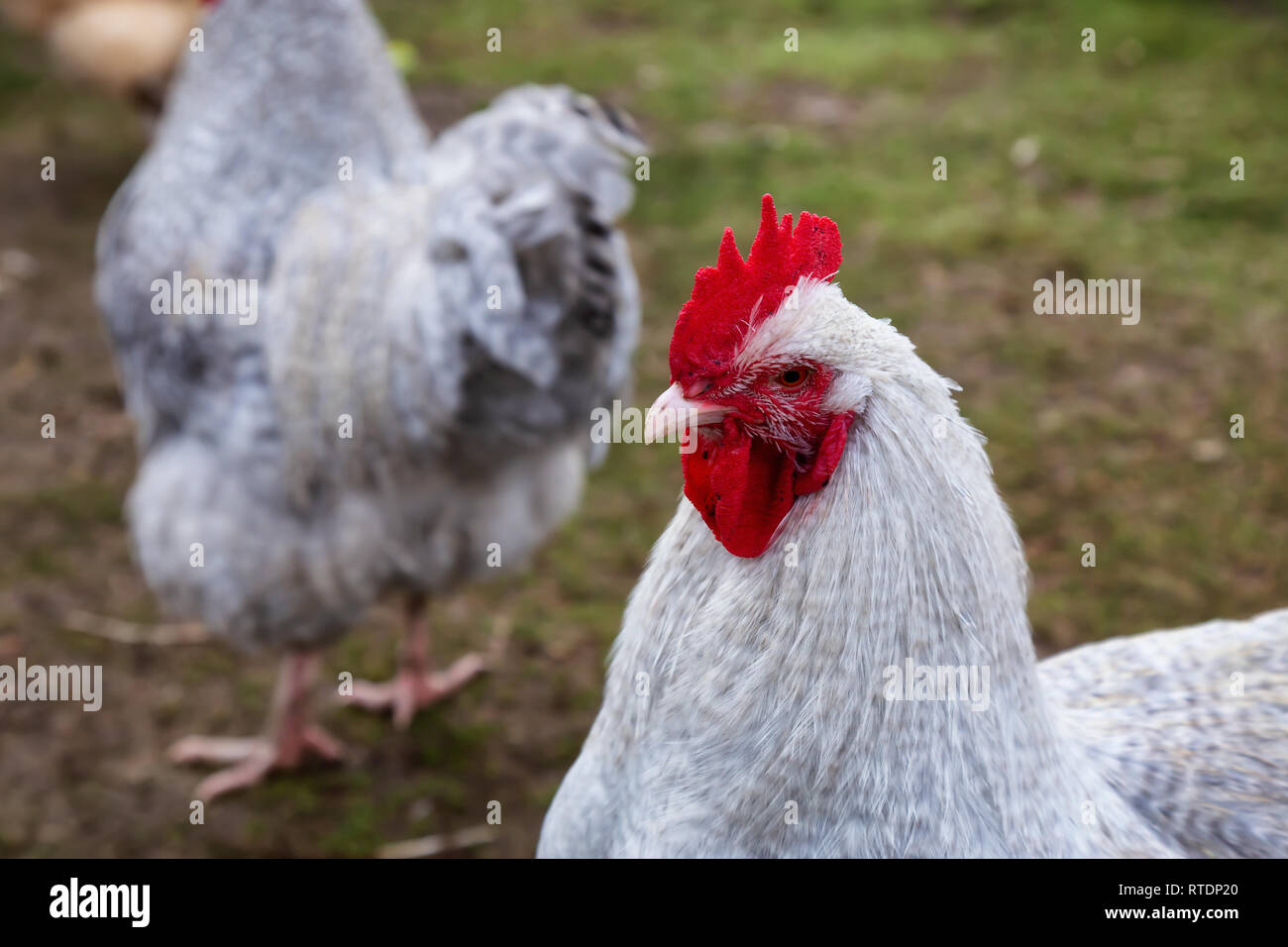 Rooster in a farm Stock Photo - Alamy