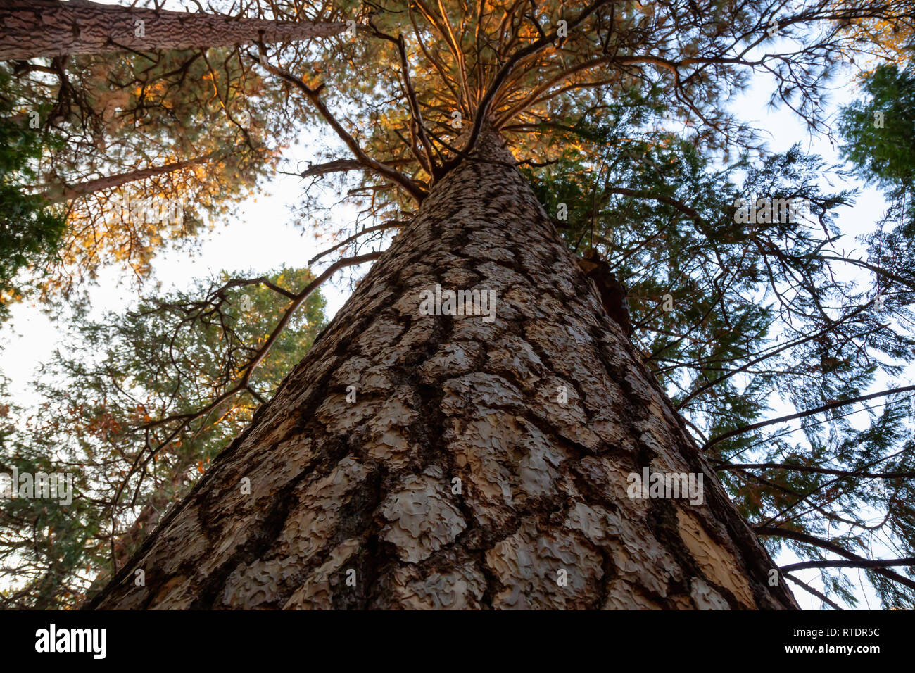 View of a large tall tree in Yosemite National Park, California, United ...