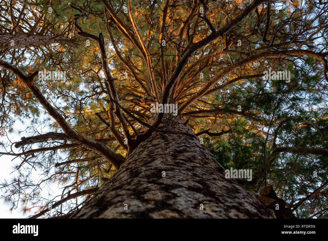 View of a large tall tree in Yosemite National Park, California, United ...