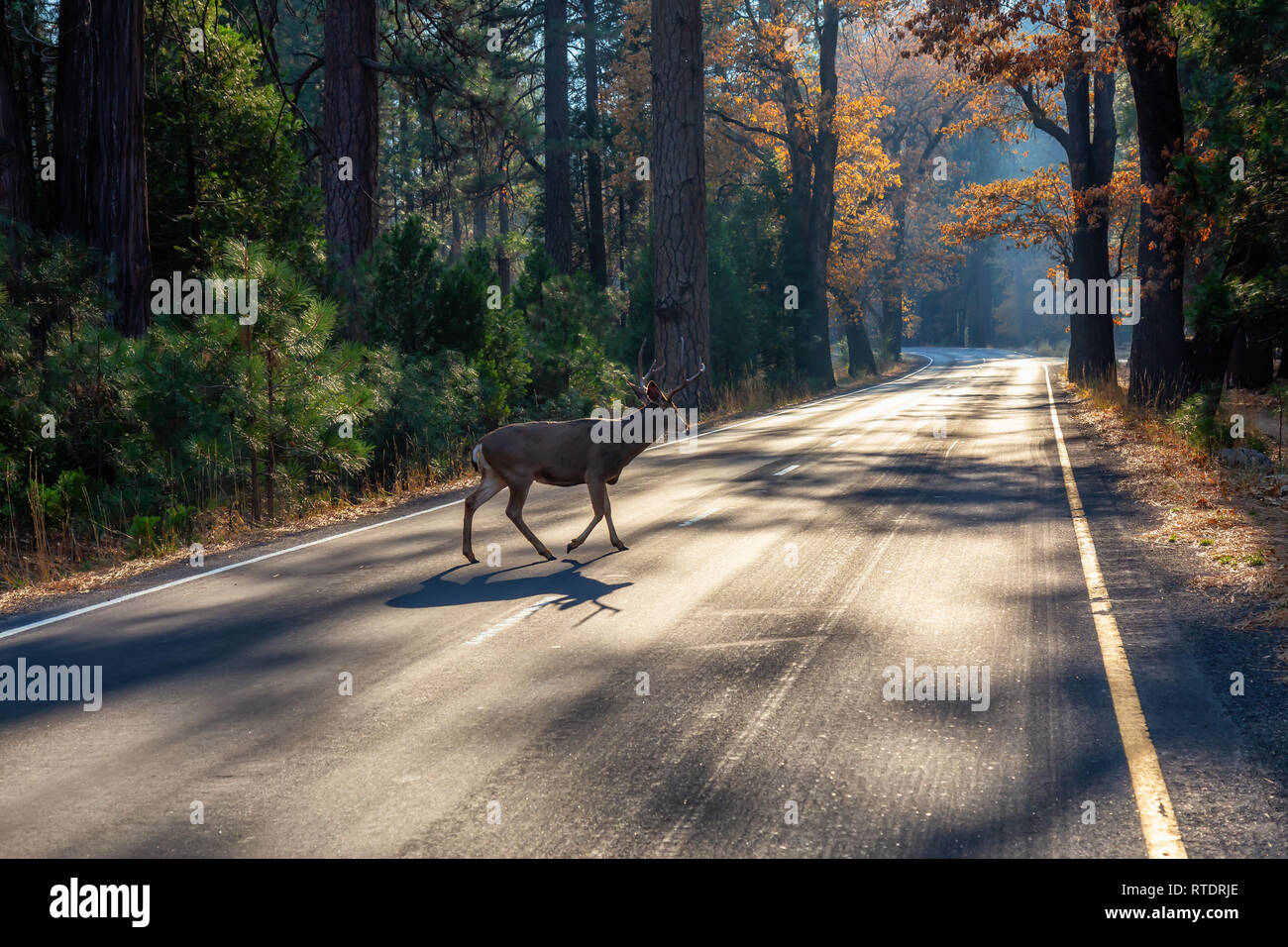 Male Deer running across the scenic road surrounded by the beautiful ...