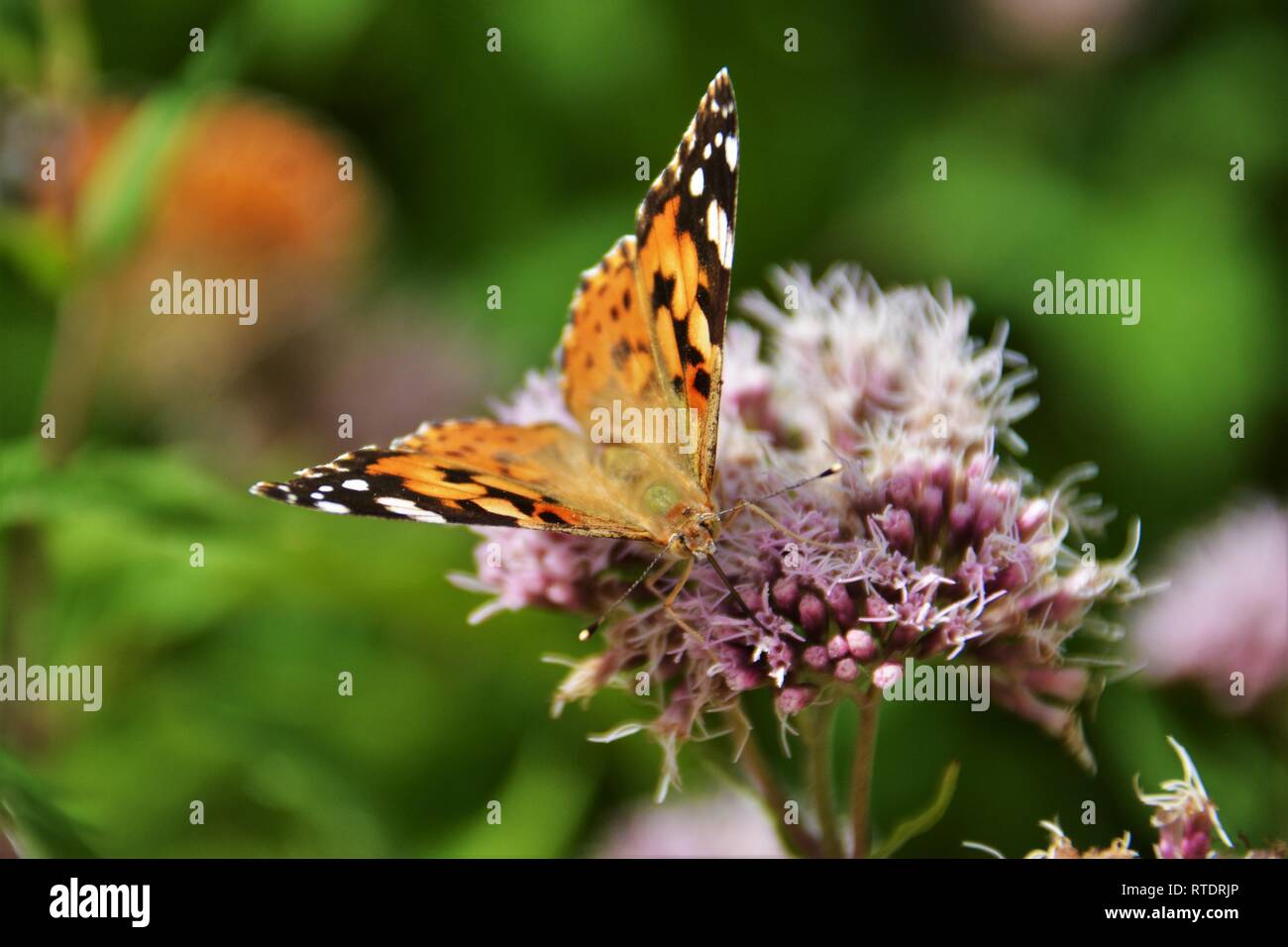 Butterfly eating nectar hi-res stock photography and images - Alamy