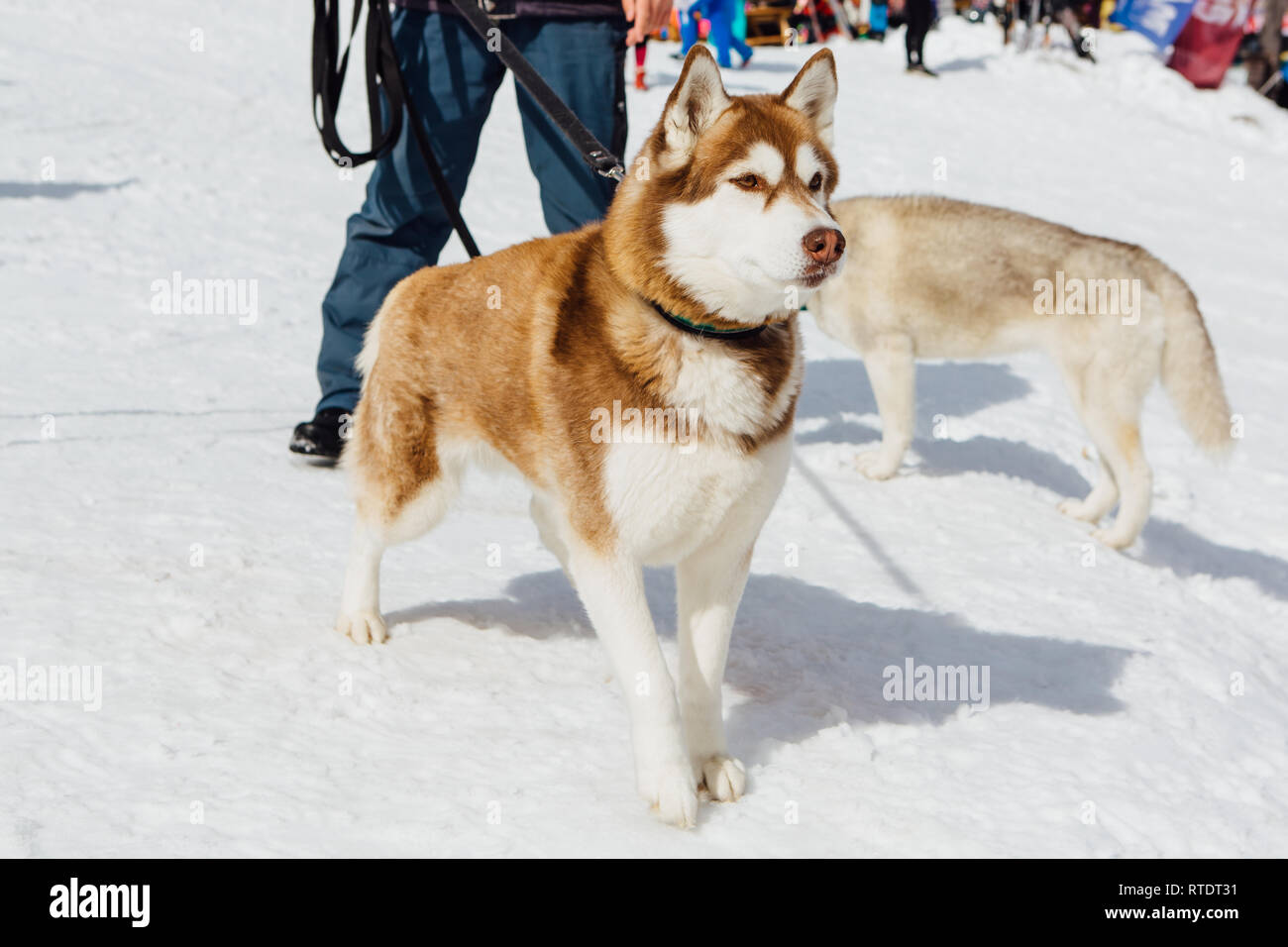 Siberian Husky dogs looks around on the mountain ski snowy slope Stock ...
