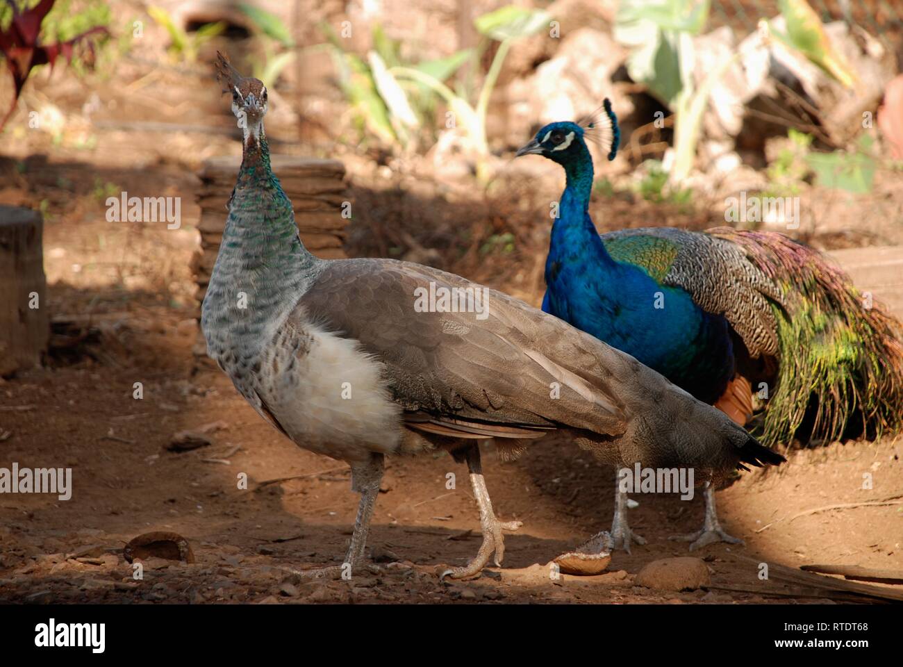 A male and female pair of wild peafowl in Maui, Hawaii Stock Photo - Alamy
