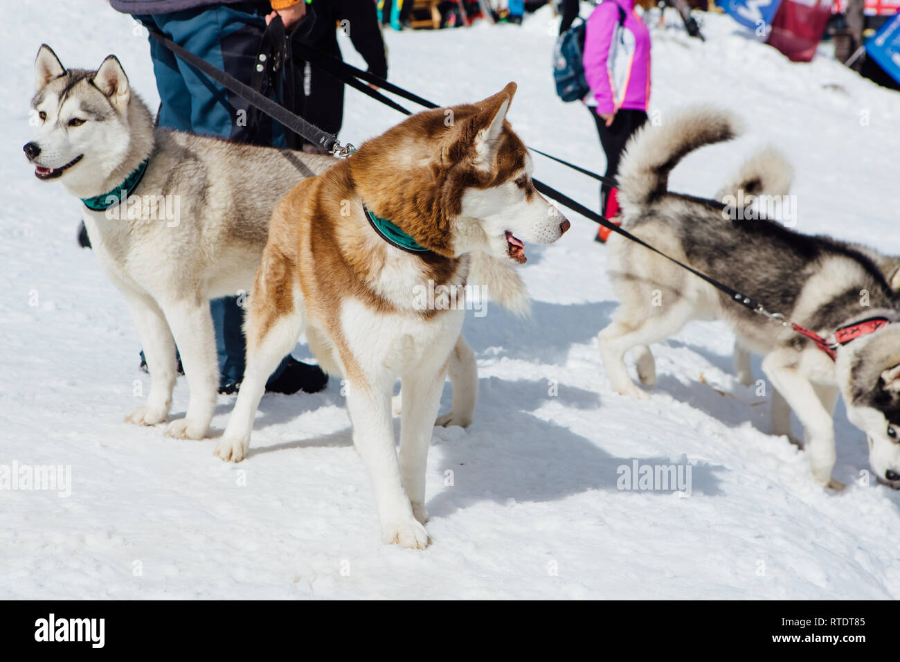 Siberian Husky dogs looks around on the mountain ski snowy slope Stock ...