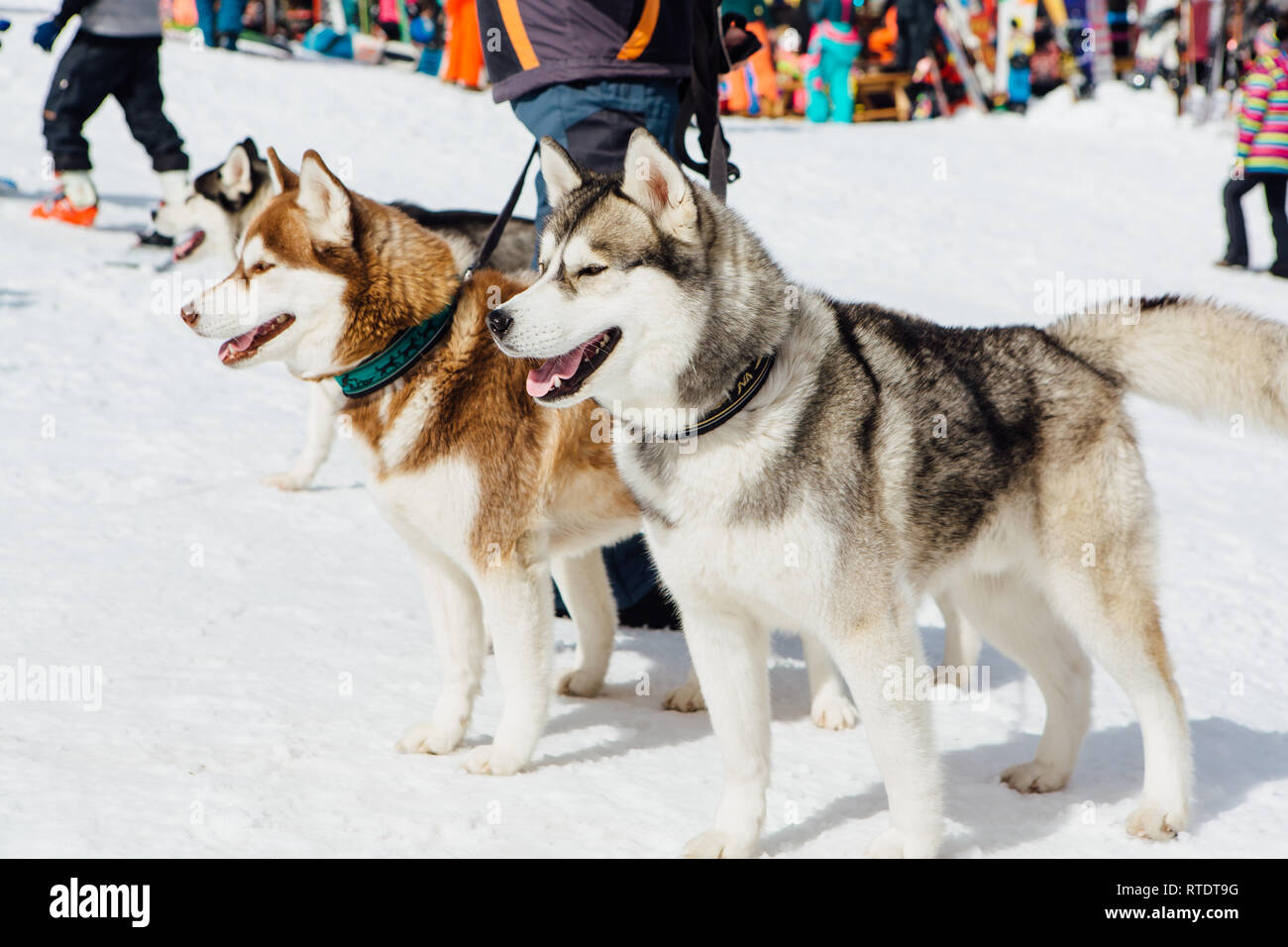 Siberian Husky dogs looks around on the mountain ski snowy slope Stock ...