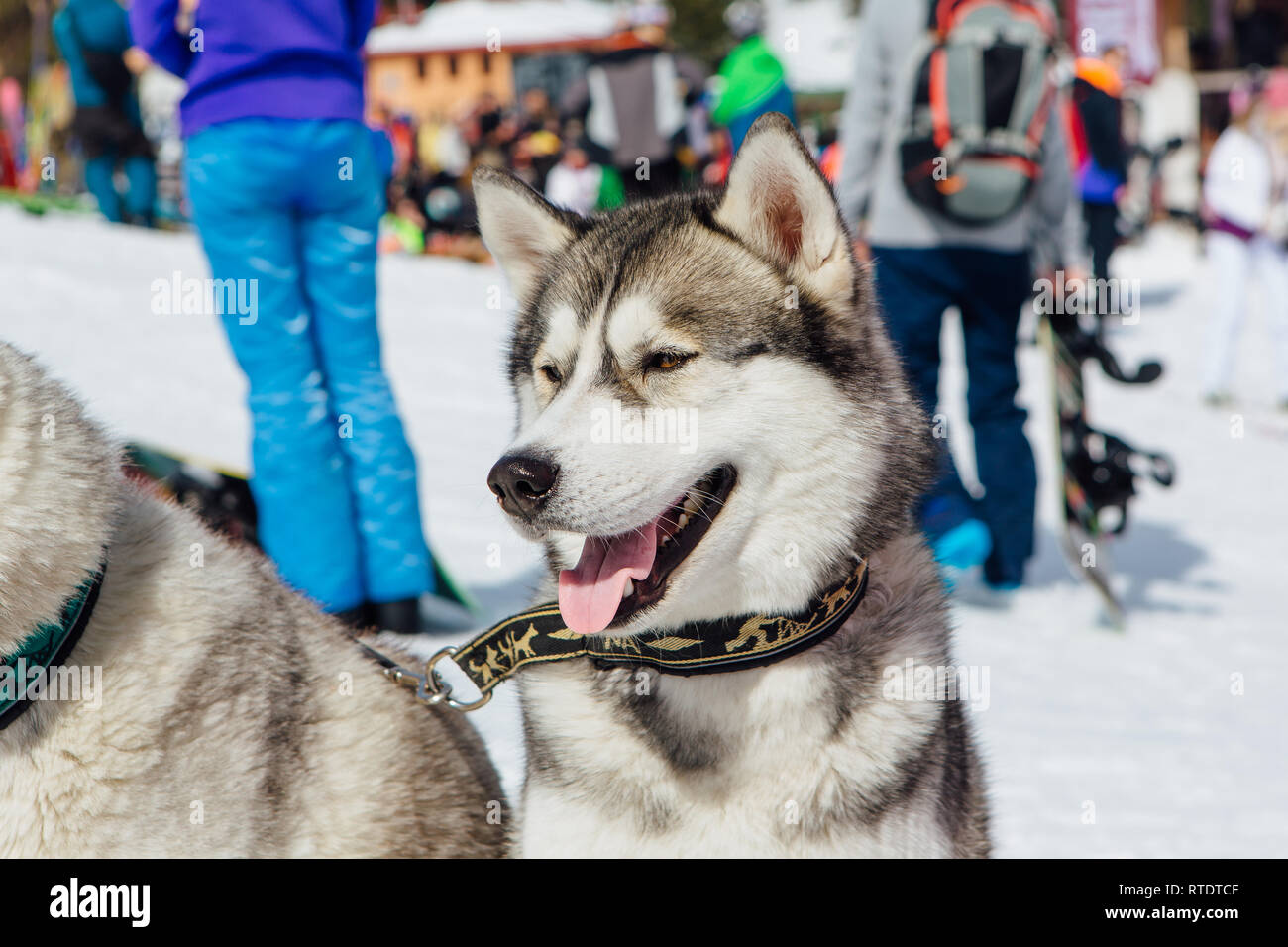 Siberian Husky dogs looks around on the mountain ski snowy slope Stock ...