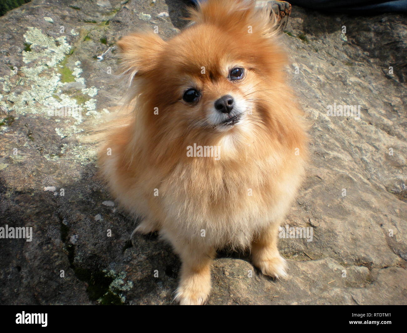 Domestic teacup Pomeranian with golden coat at the top of Mt. Si hike ...