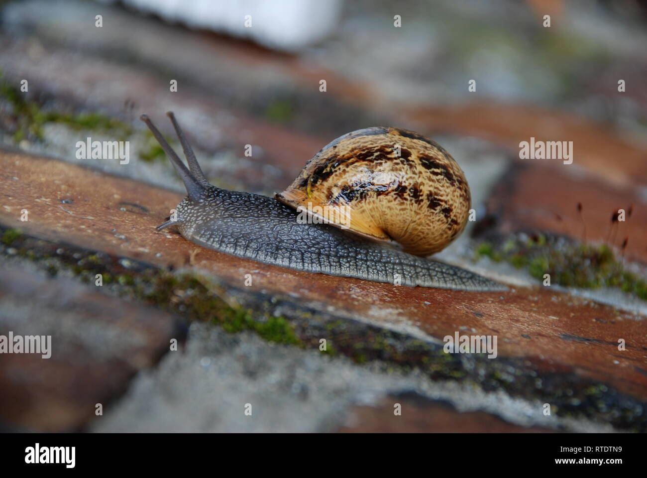 Common snail climbing brick wall after a rainshower Stock Photo - Alamy