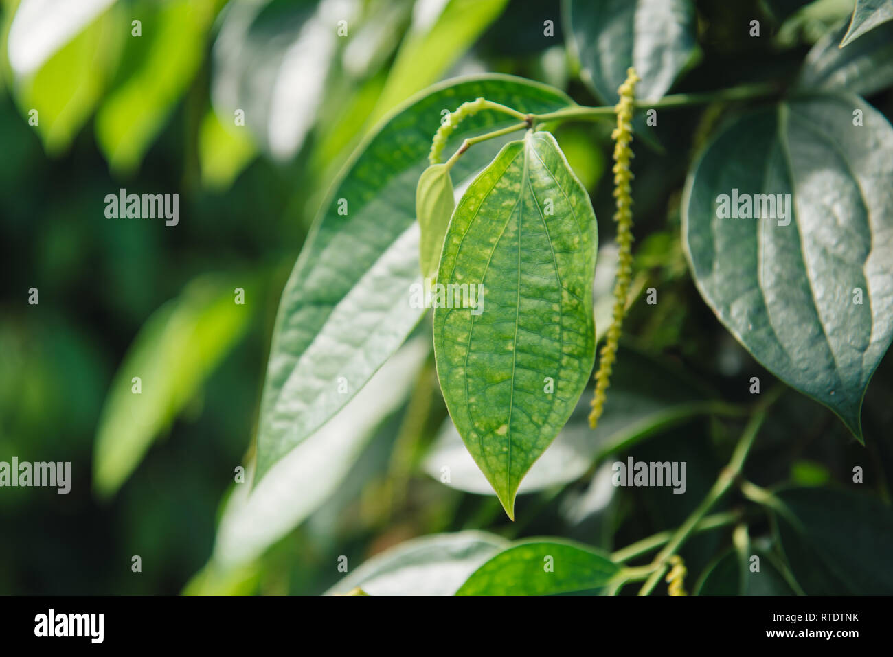 Fresh Piper nigrum on its tree. It's ready for food ingredient and make ...