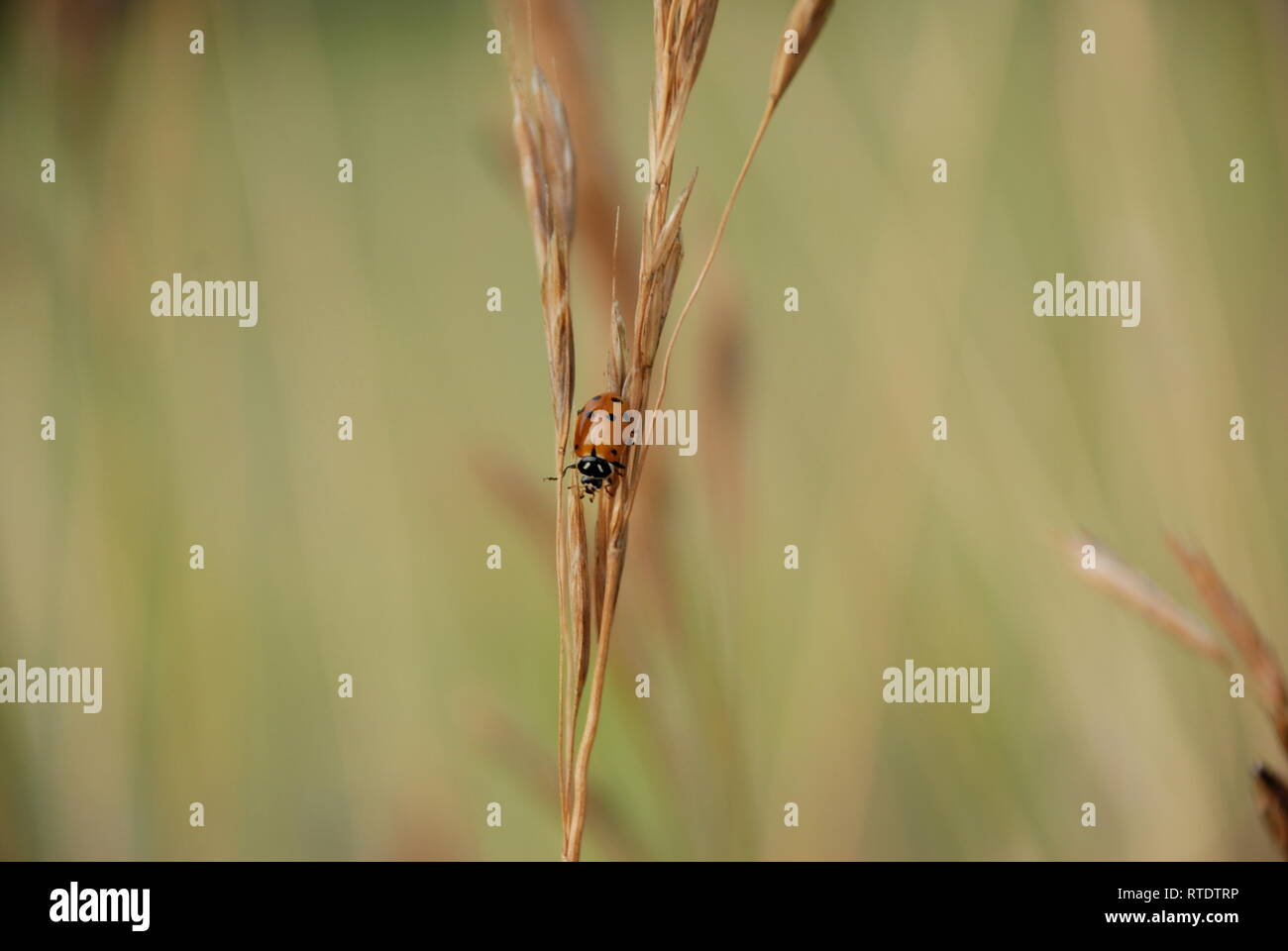 Red lady beetle on wheat stalk Stock Photo - Alamy