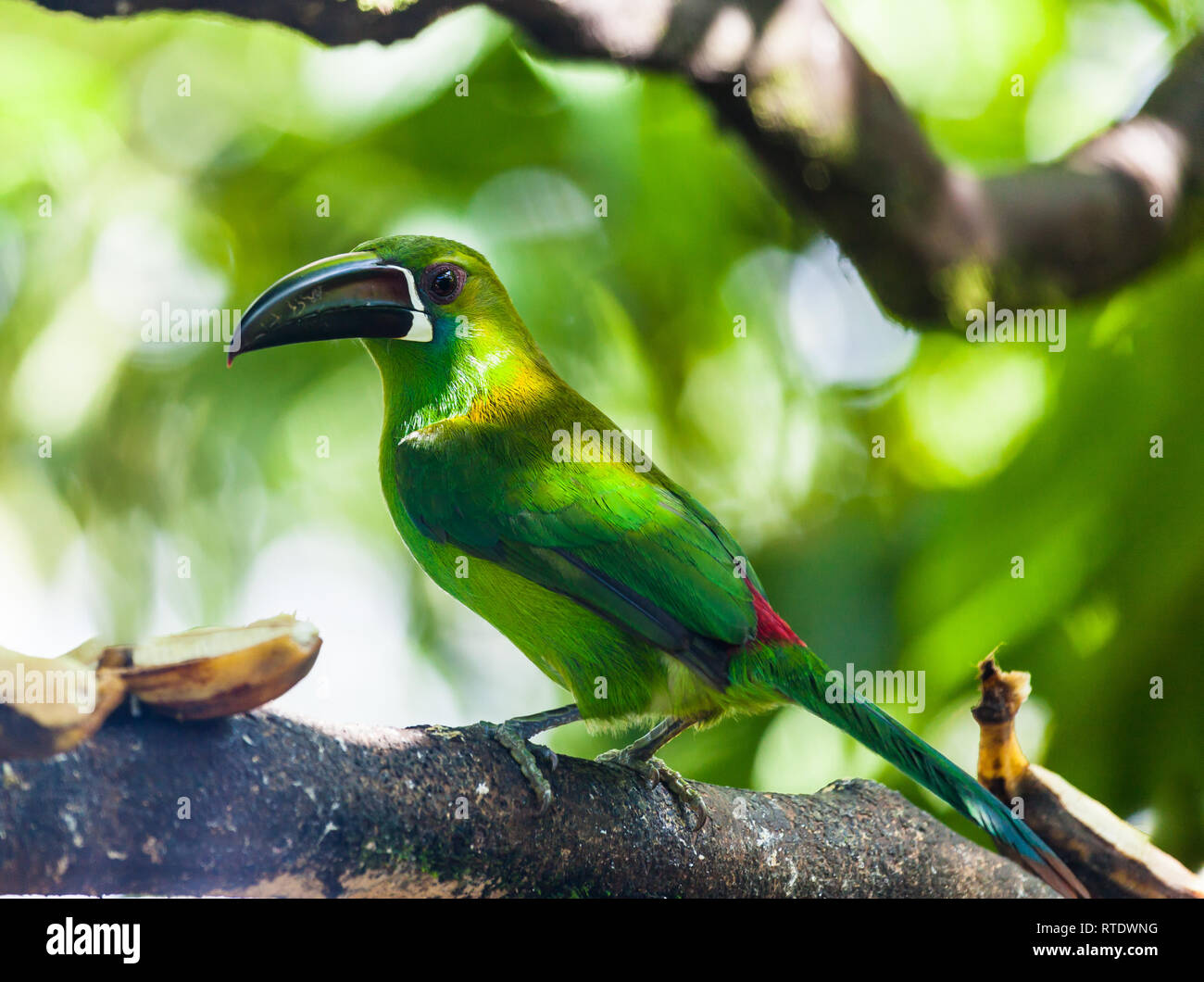 Toucan, with its green plumage with red detail at the beginning of the ...
