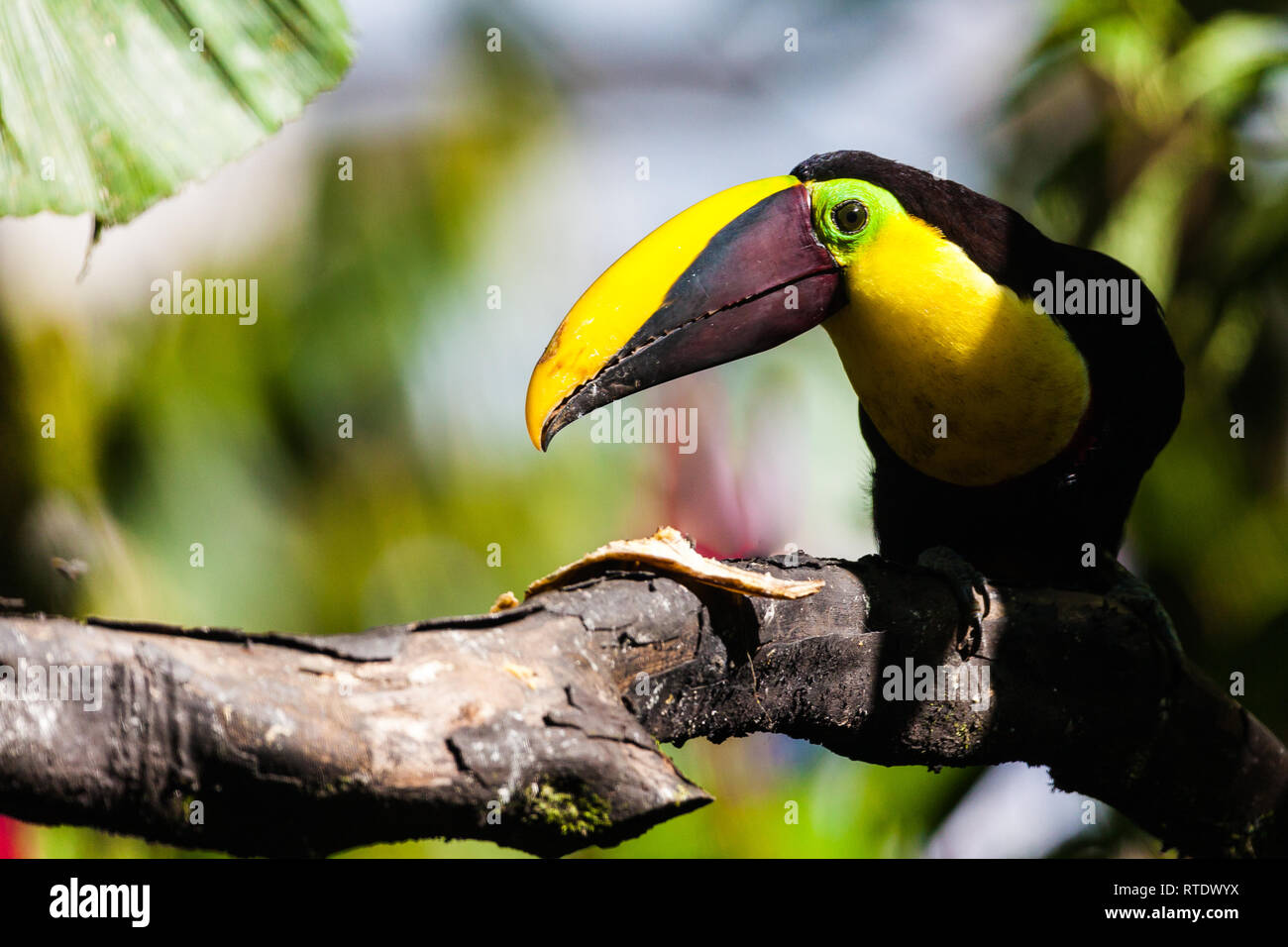 Tucan yellow chest, bird of great yellow beak with black, as well as ...