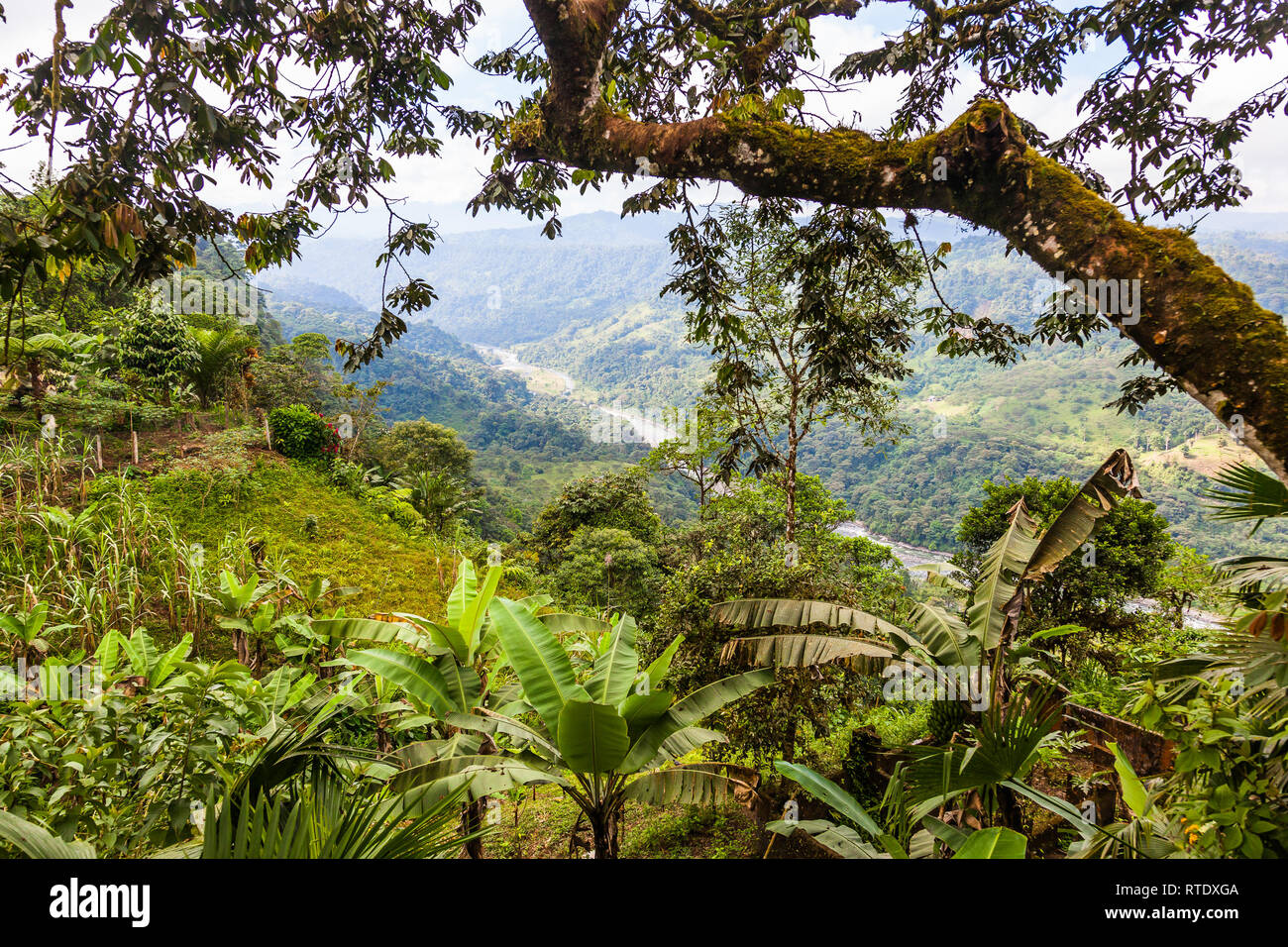 Andean choco hi-res stock photography and images - Alamy