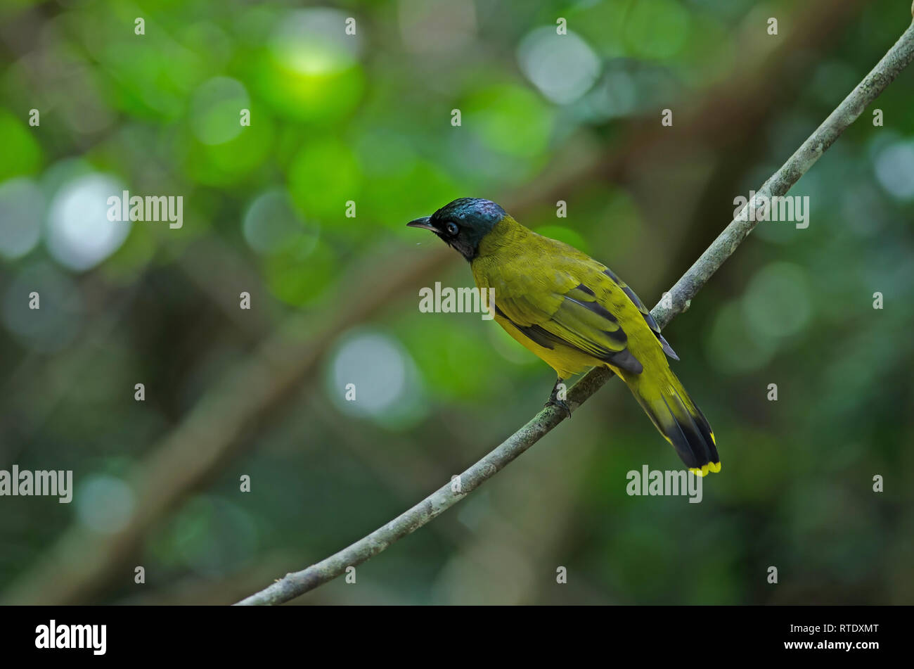 Black-headed Bulbul, Pycnonotus atriceps in nature Stock Photo - Alamy