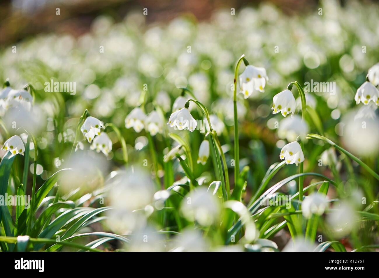 Spring snowflakes (Leucojum vernum) flowering, Bavaria, Germany Stock Photo - Alamy