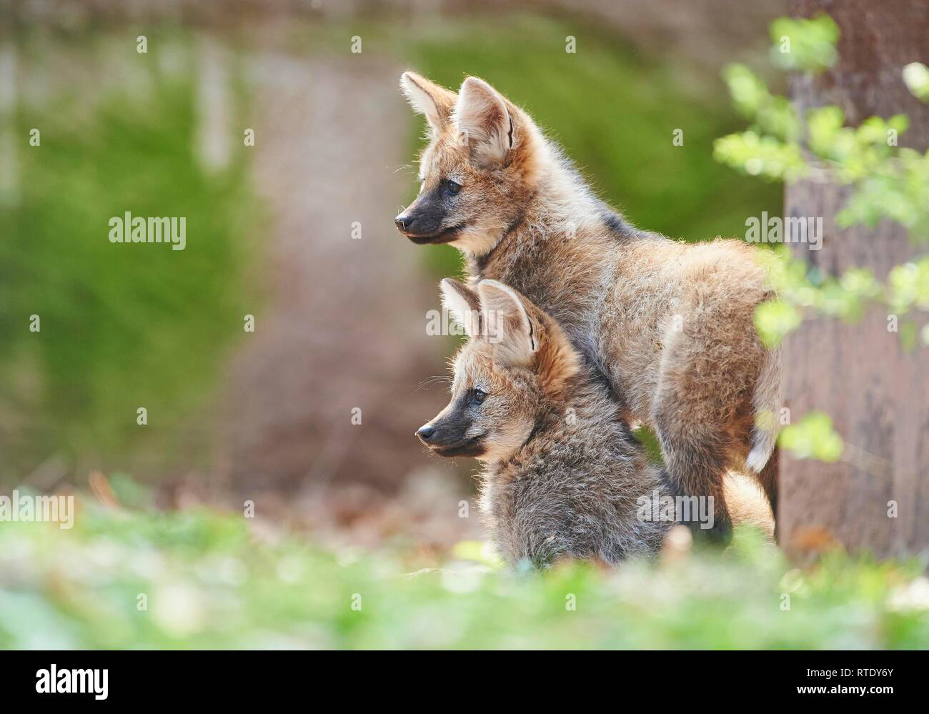 Baby Maned Wolf