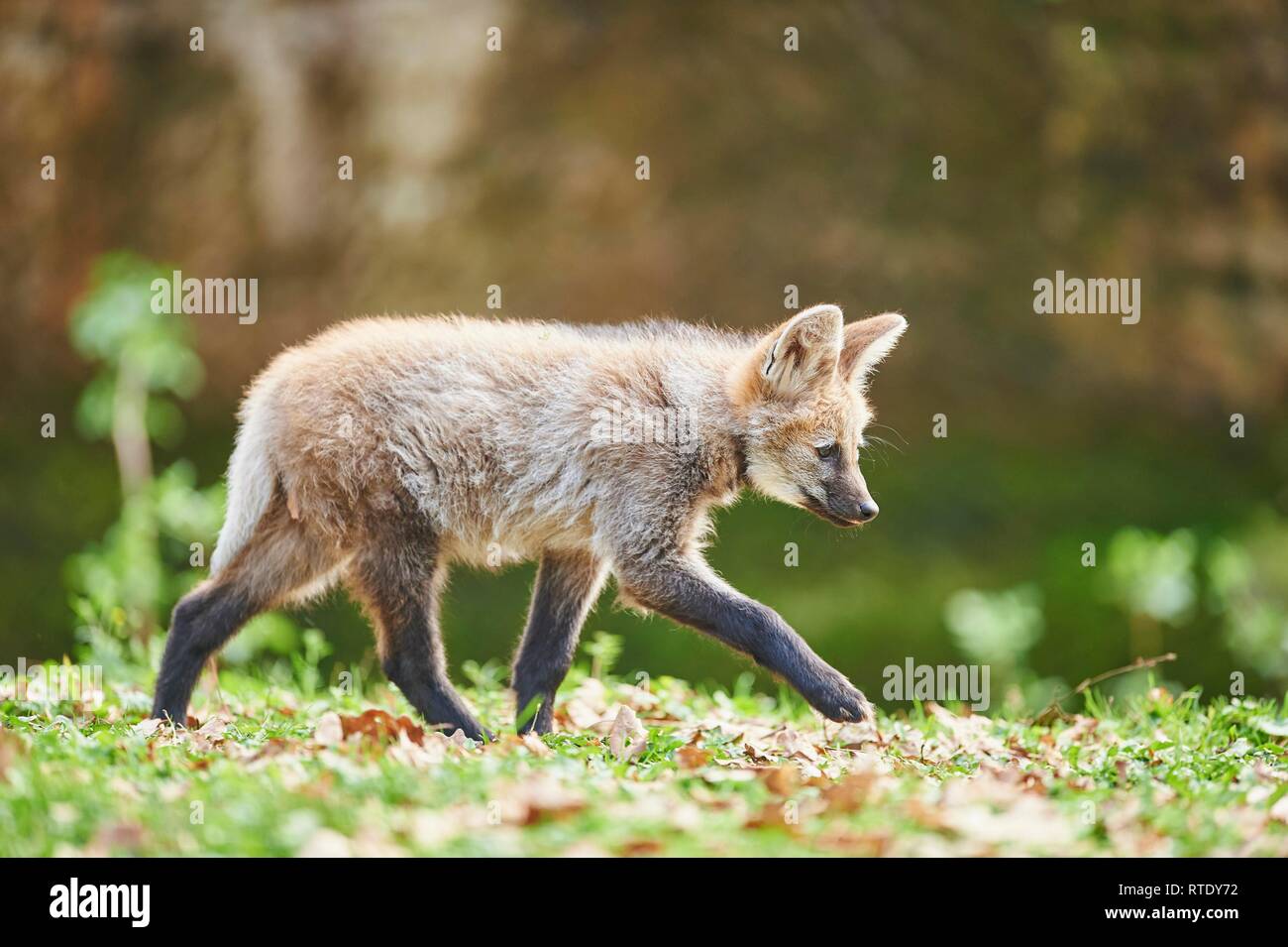 Wolf cub captive not zoo hi-res stock photography and images - Alamy