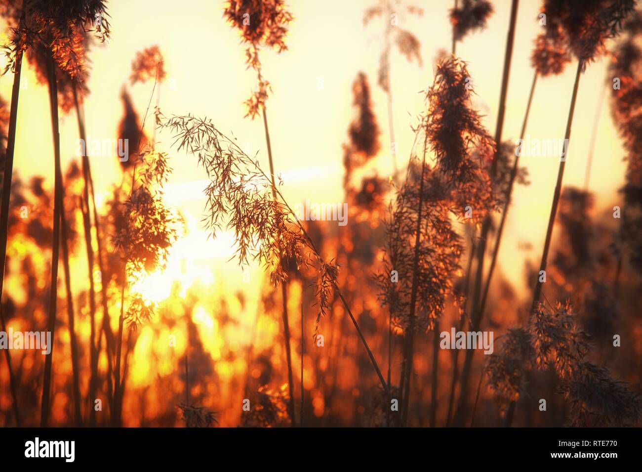 Commelinids order hi-res stock photography and images - Alamy