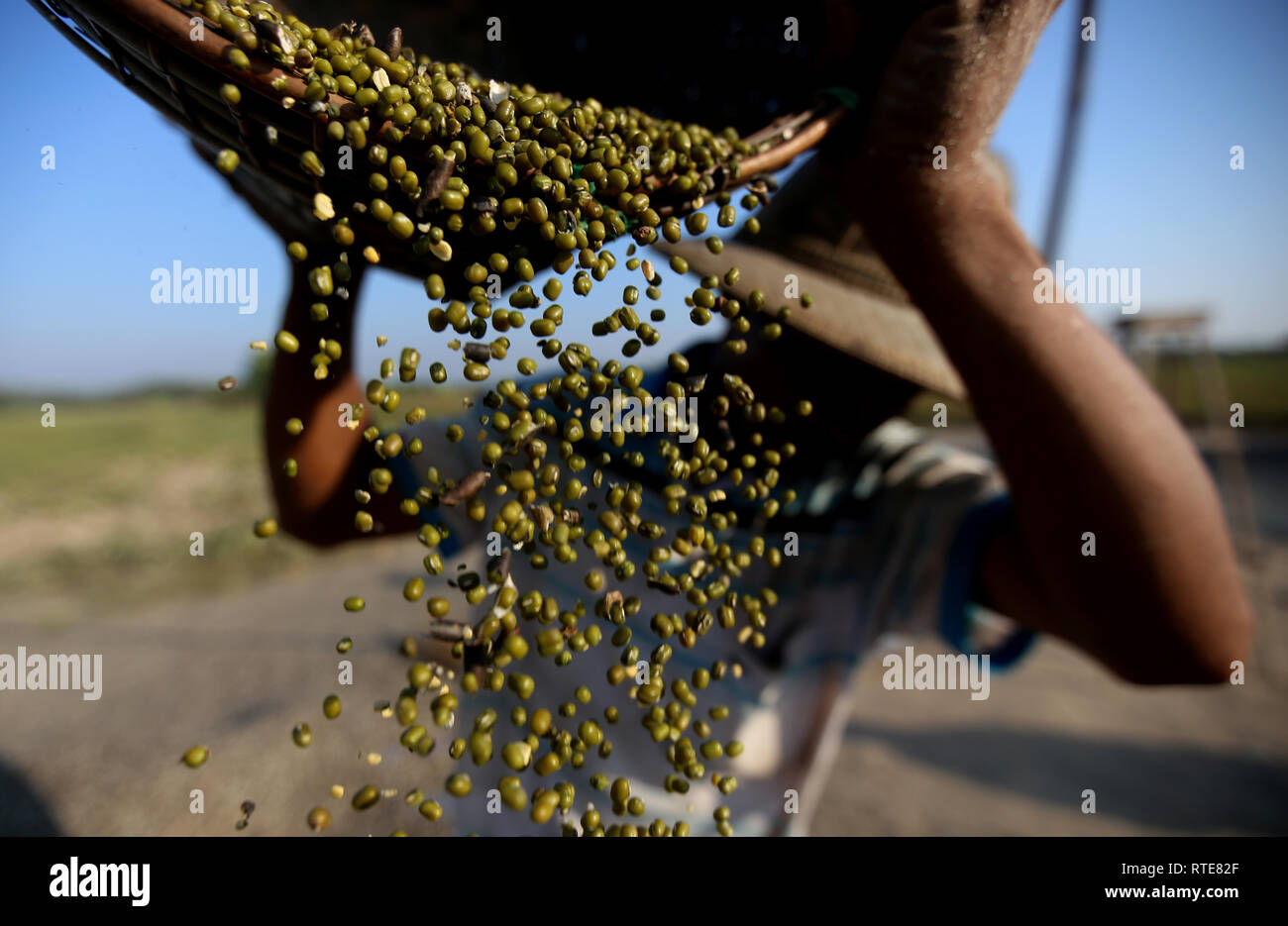 Mung beans in bamboo hi-res stock photography and images - Alamy