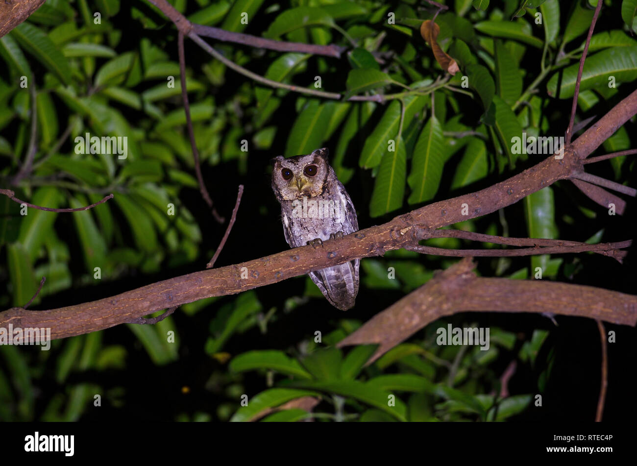 Collared scops owl hi-res stock photography and images - Alamy