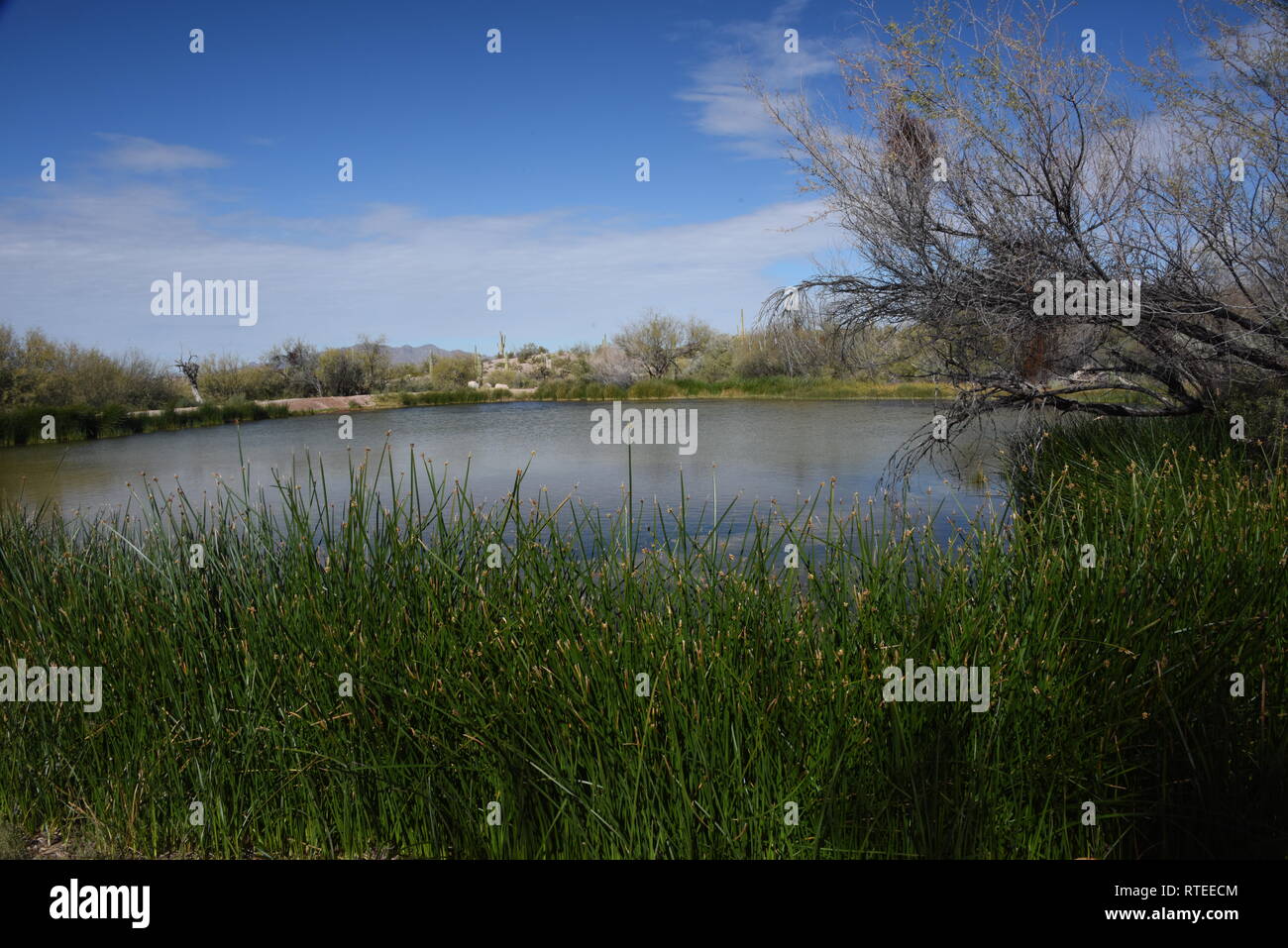 Quitobaquito Pond and wetland along the International Border with ...