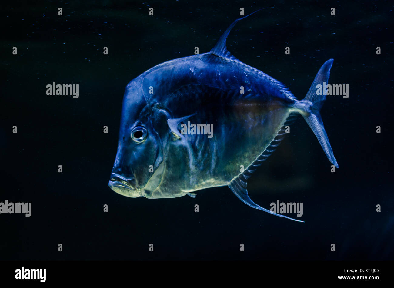 sea creatures exhibited in the Oceanographic Museum of Monaco Stock ...