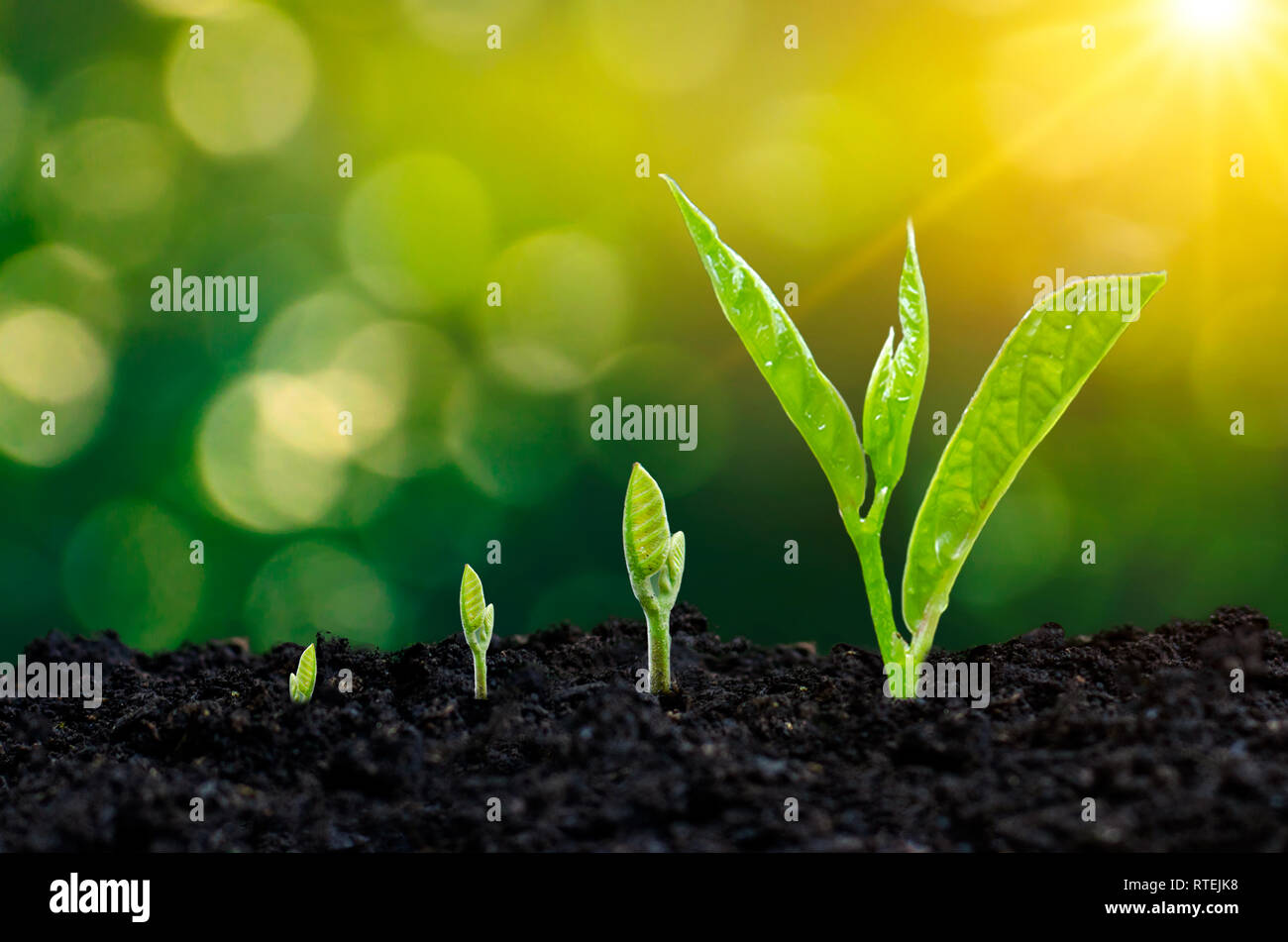 Development of seedling growth Planting seedlings young plant in the ...