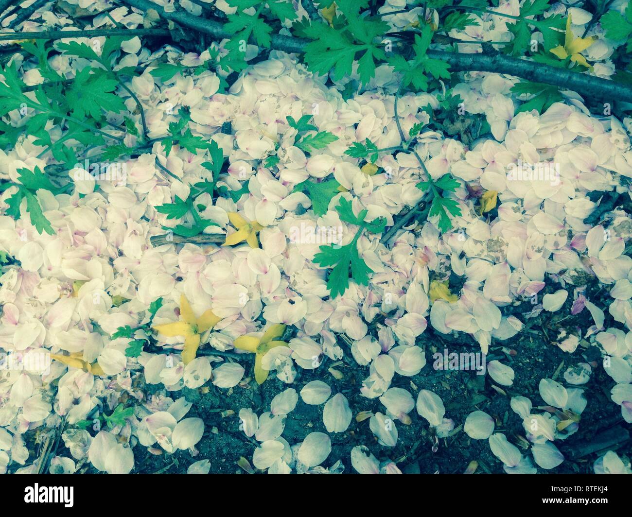 Cherry blossom Petals falling on the ground in spring for background ...