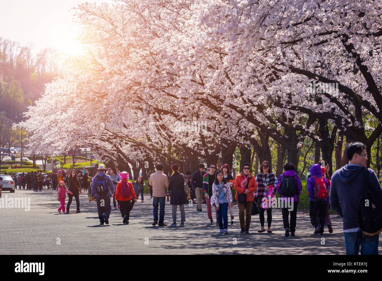 SEOUL - APRIL 06, 2014: Cherry Blossom Festival in spring, Seoul Land ...