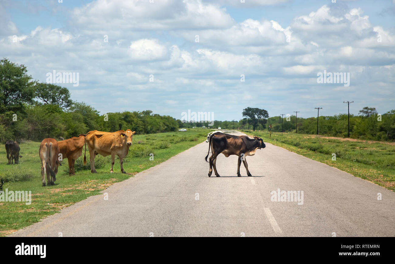 Botswana agriculture hi-res stock photography and images - Alamy
