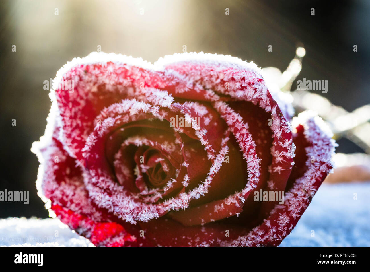 Frosted flower hi-res stock photography and images - Alamy
