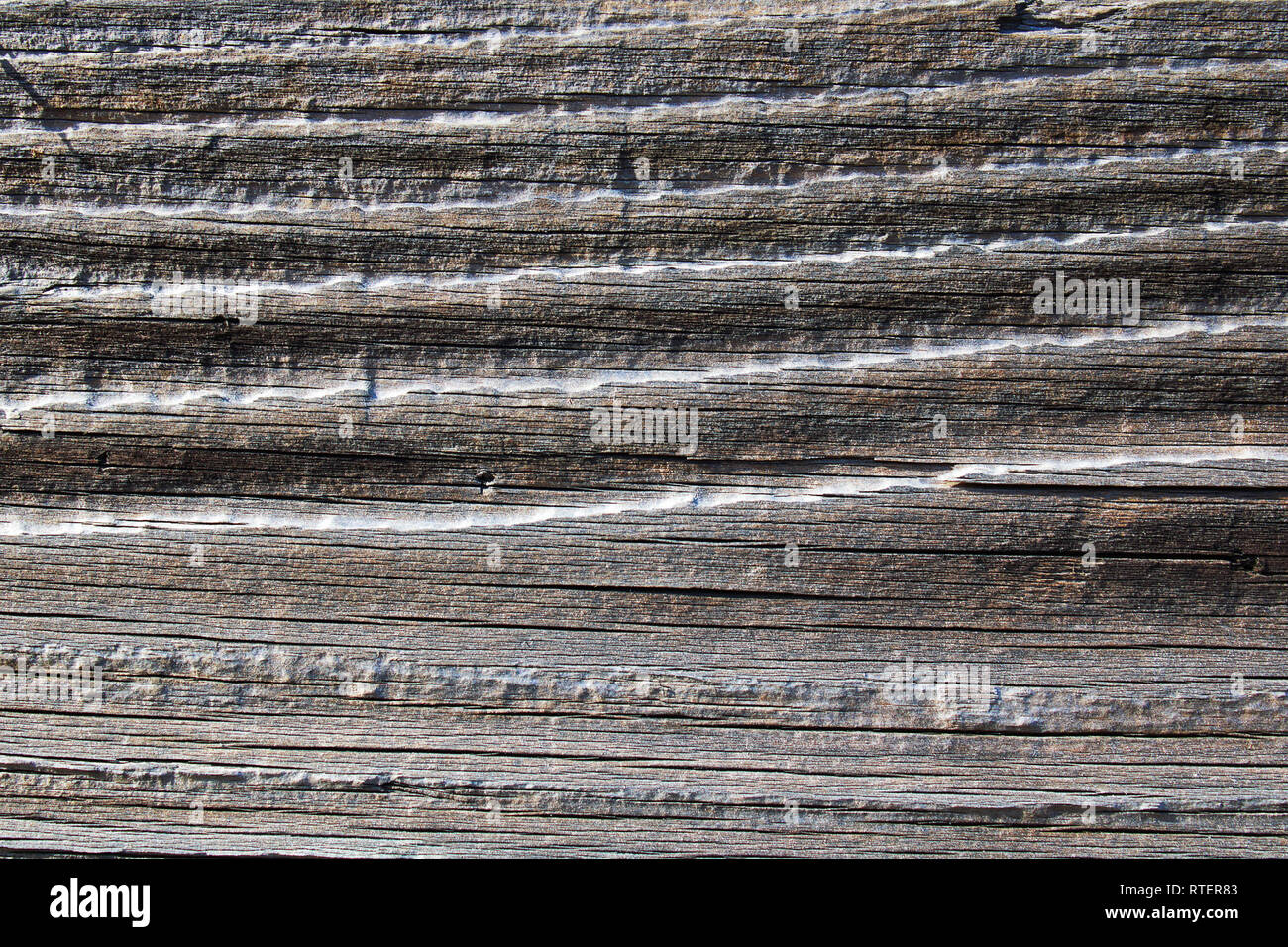 closeup of textured spruce plank ready fory our design ( Picea abies ...