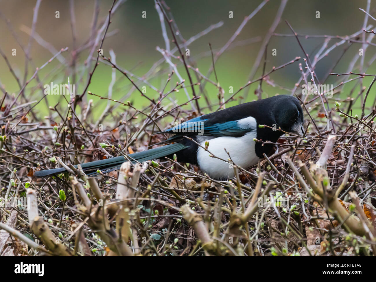 Eurasian magpie bird hi-res stock photography and images - Alamy